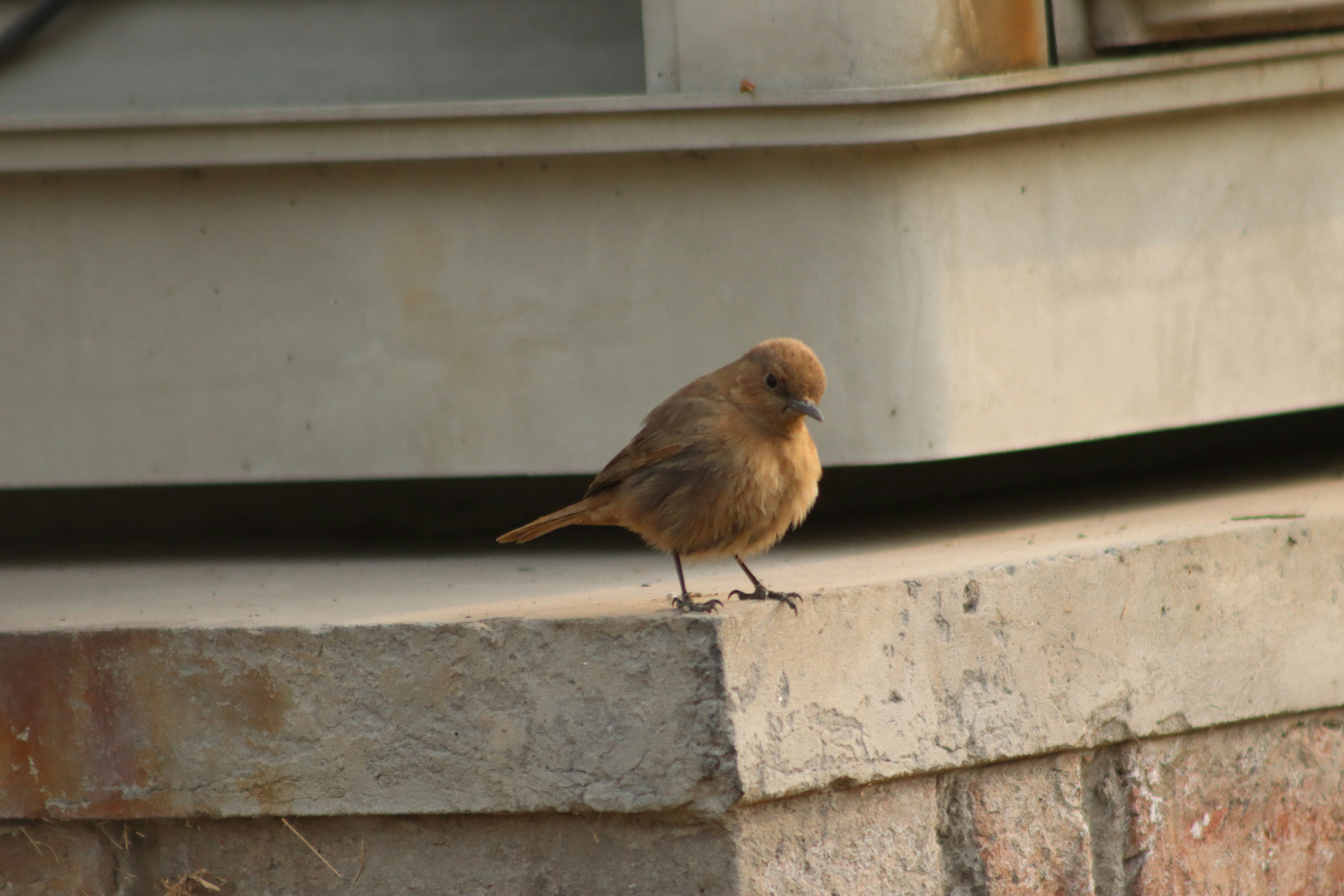 Rust-colored Sparrow on Weathered Stone Steps
