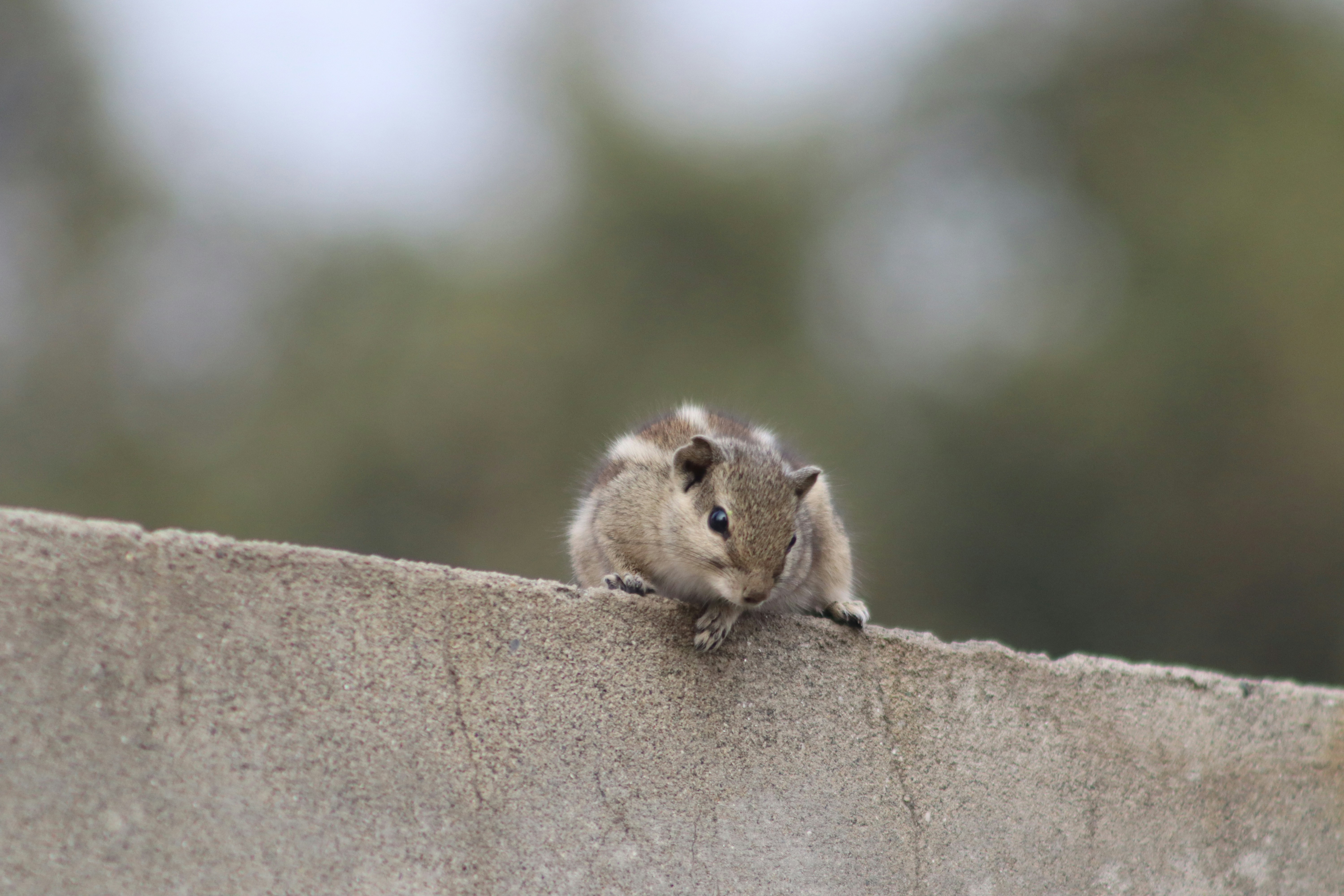 Micro Adventurer on a Concrete Ledge