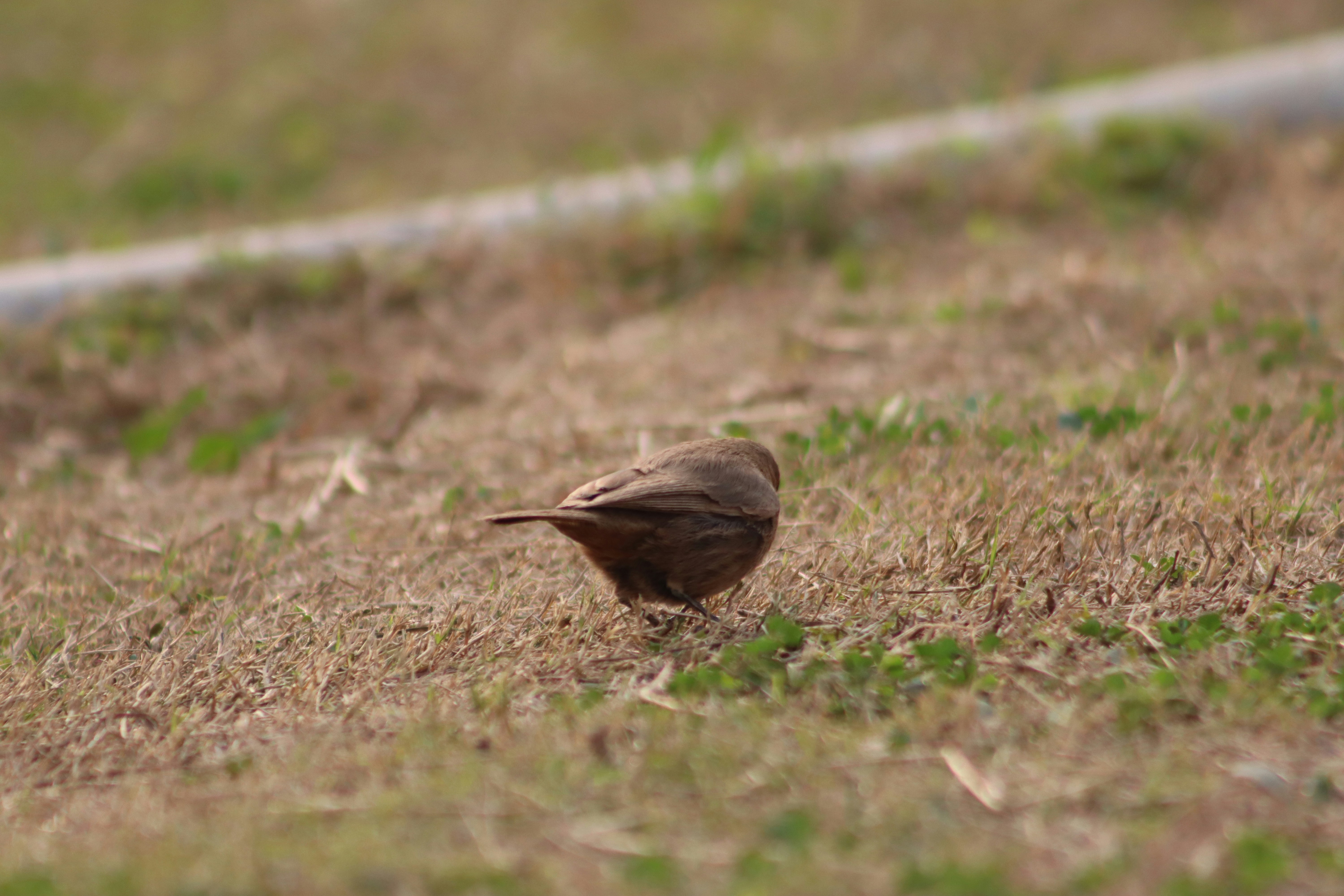Photo by Anees Ur Rehman with Canon EOS 250D
