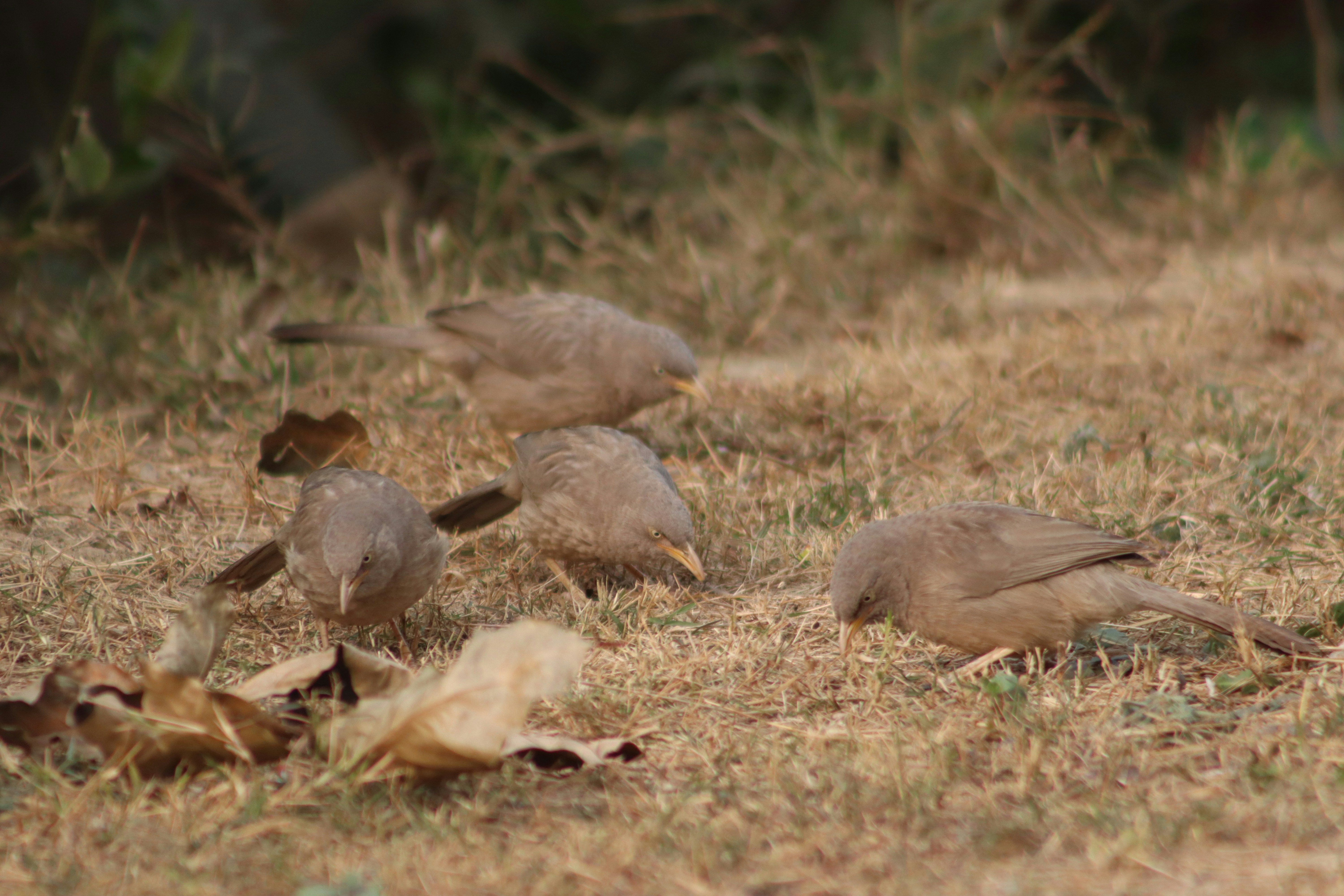 Feathered Foragers in a Dried Leaft litter