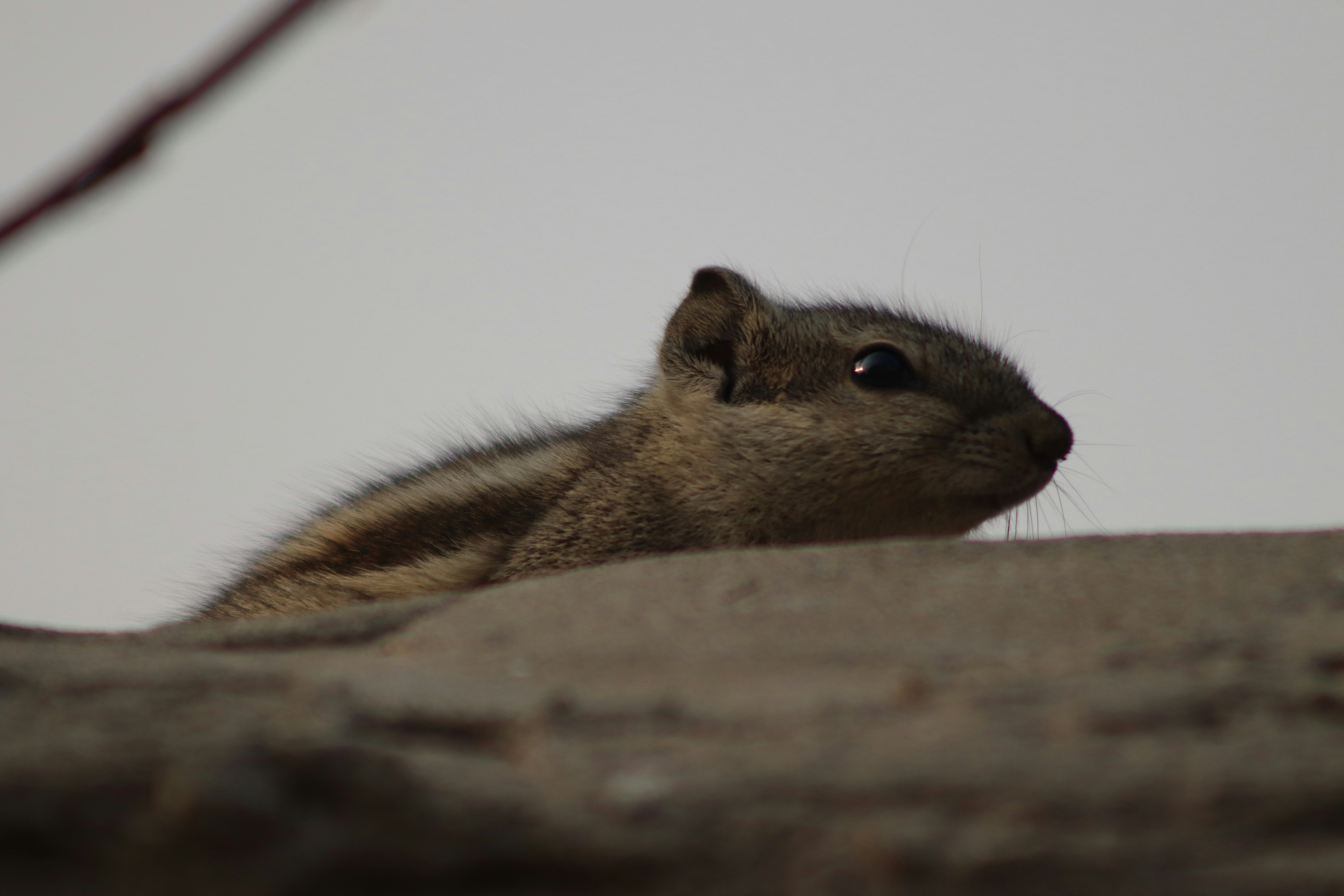 A close up of a small animal with a sky background photo – Free Animal ...