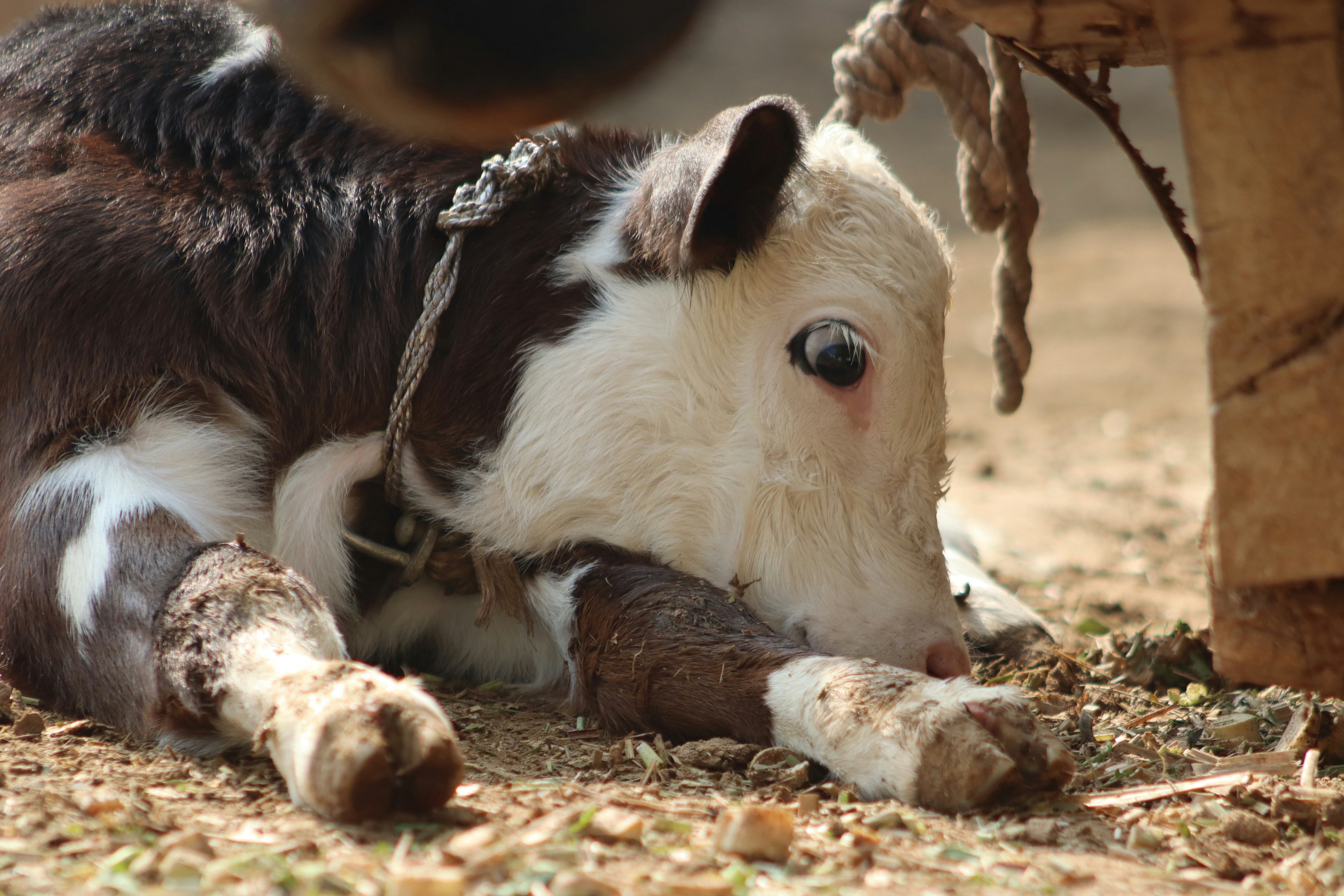 Quiet-Eyed Foal Resting Under Rope in Warm Sun