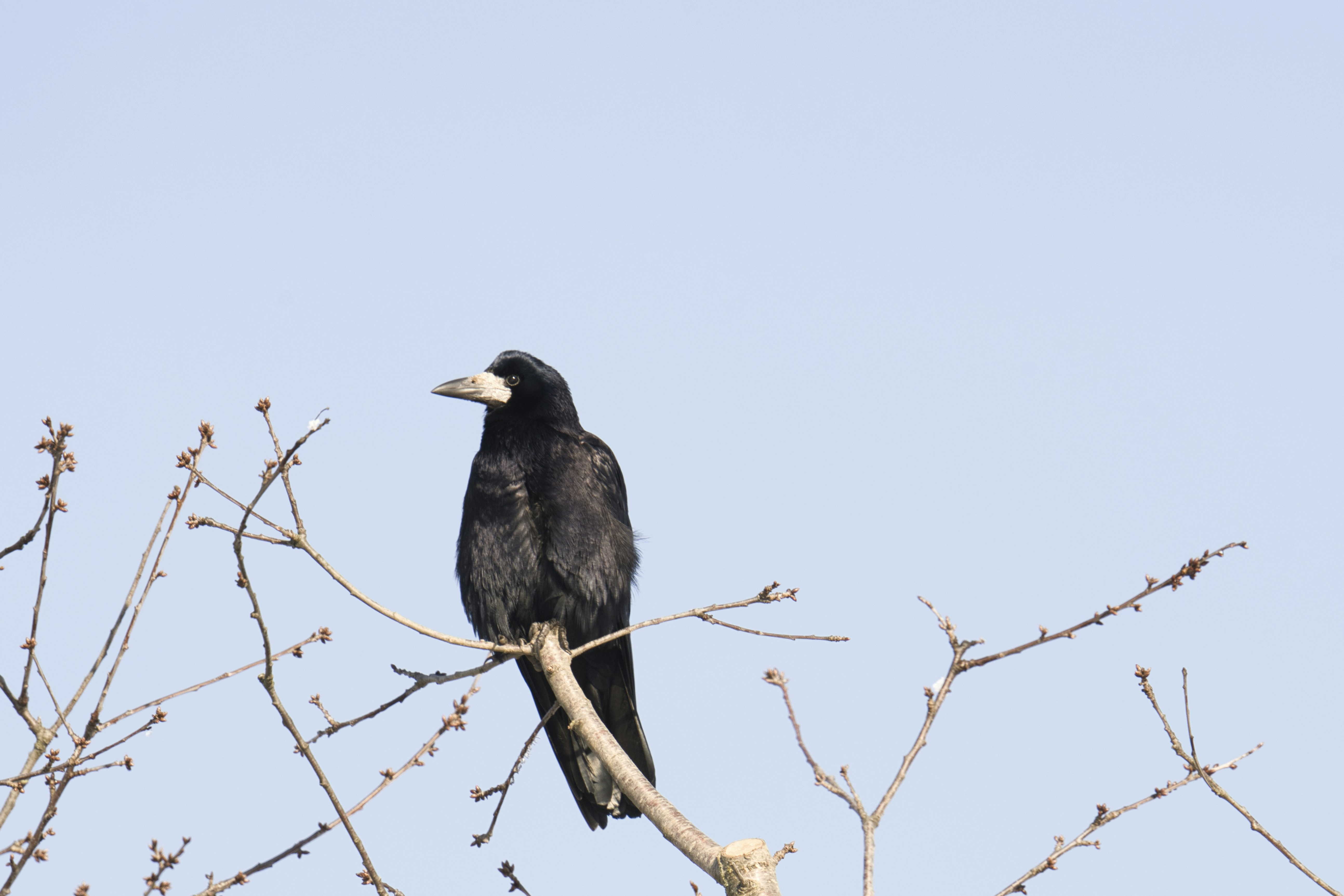 Solitary Crow on a Bare Branch under a Clear Winter Sky