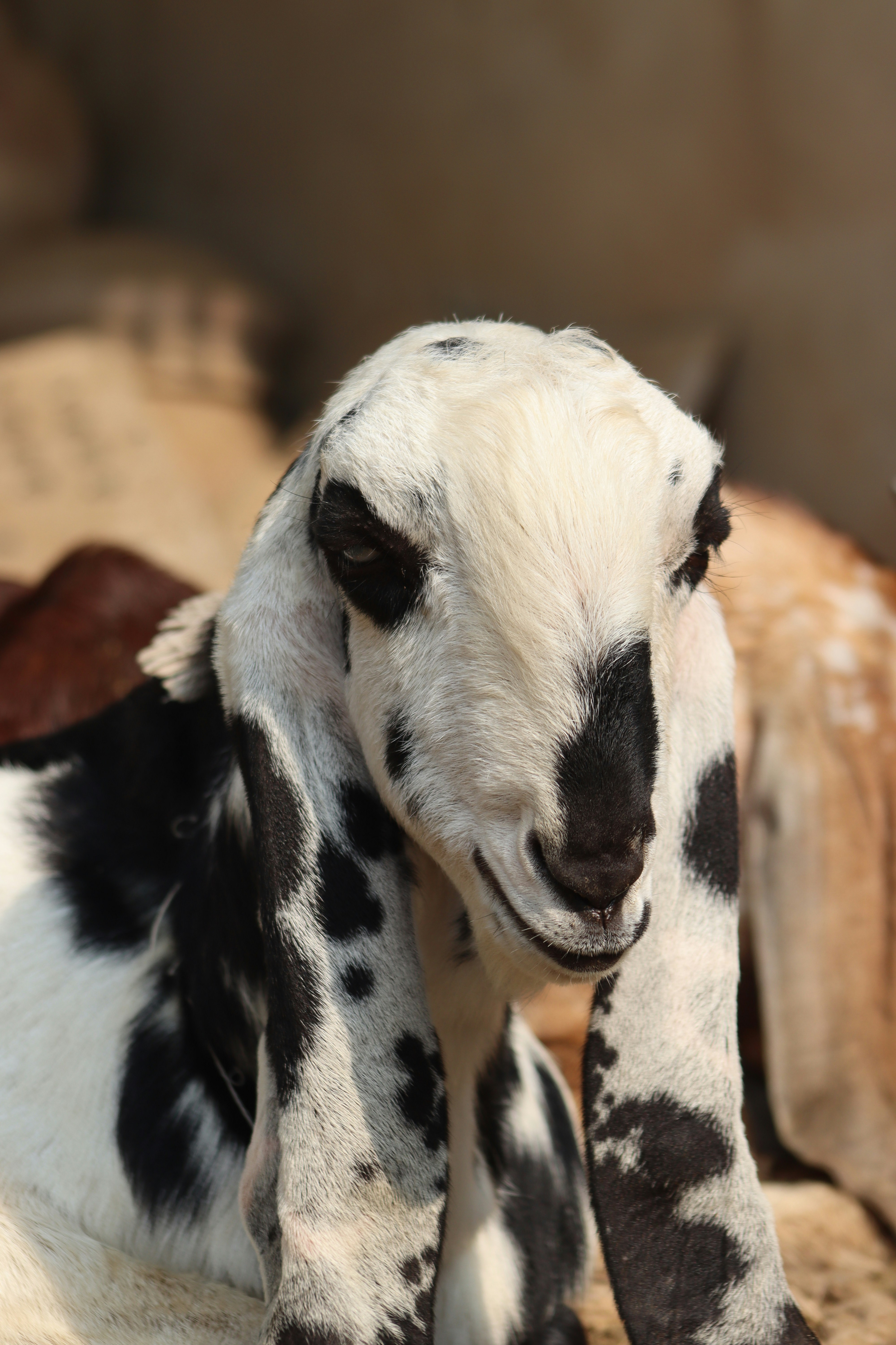 Una cabra blanca y negra acostada encima de una roca foto – Imagen de ...