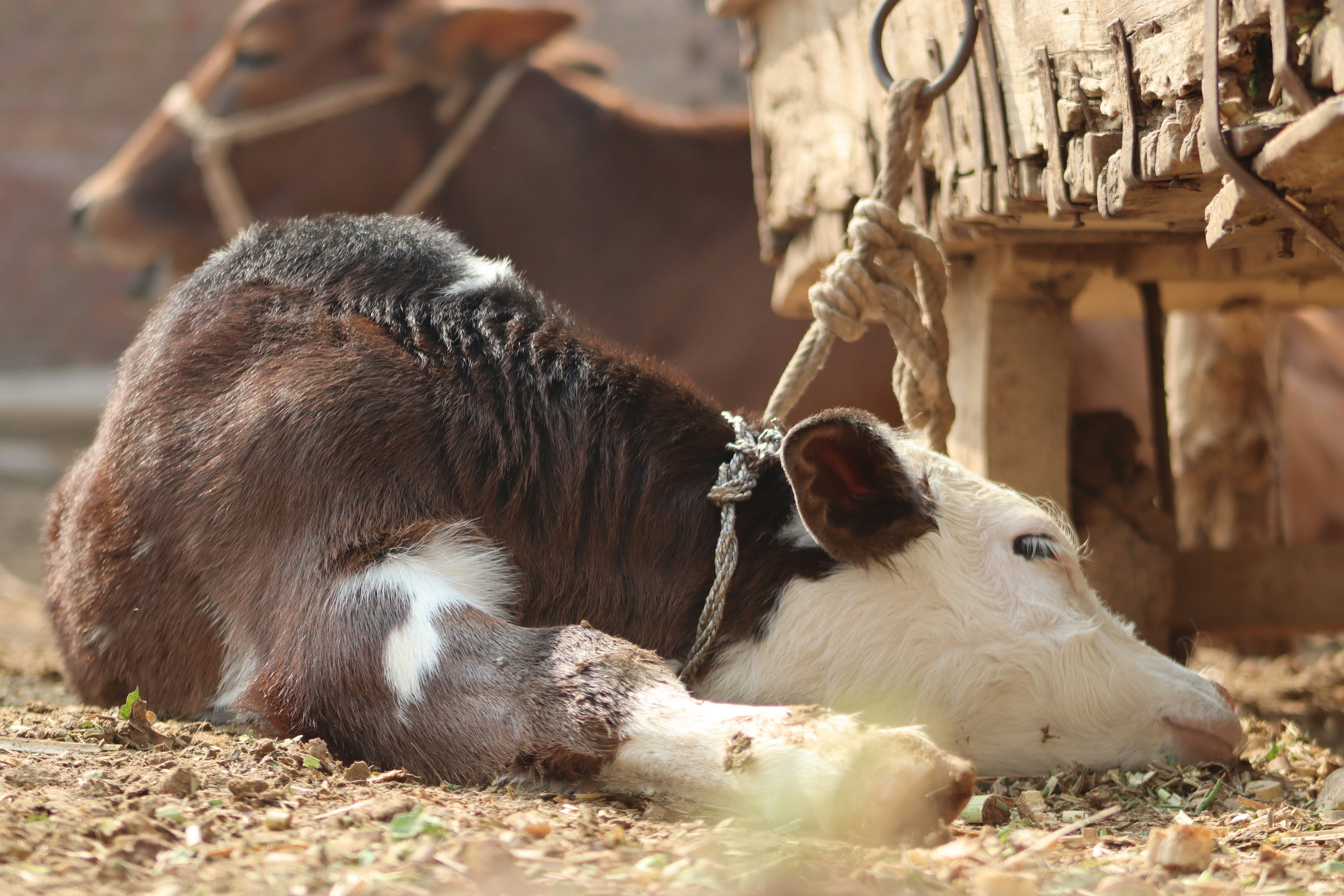 A cow laying on the ground next to a wooden structure photo – Free ...