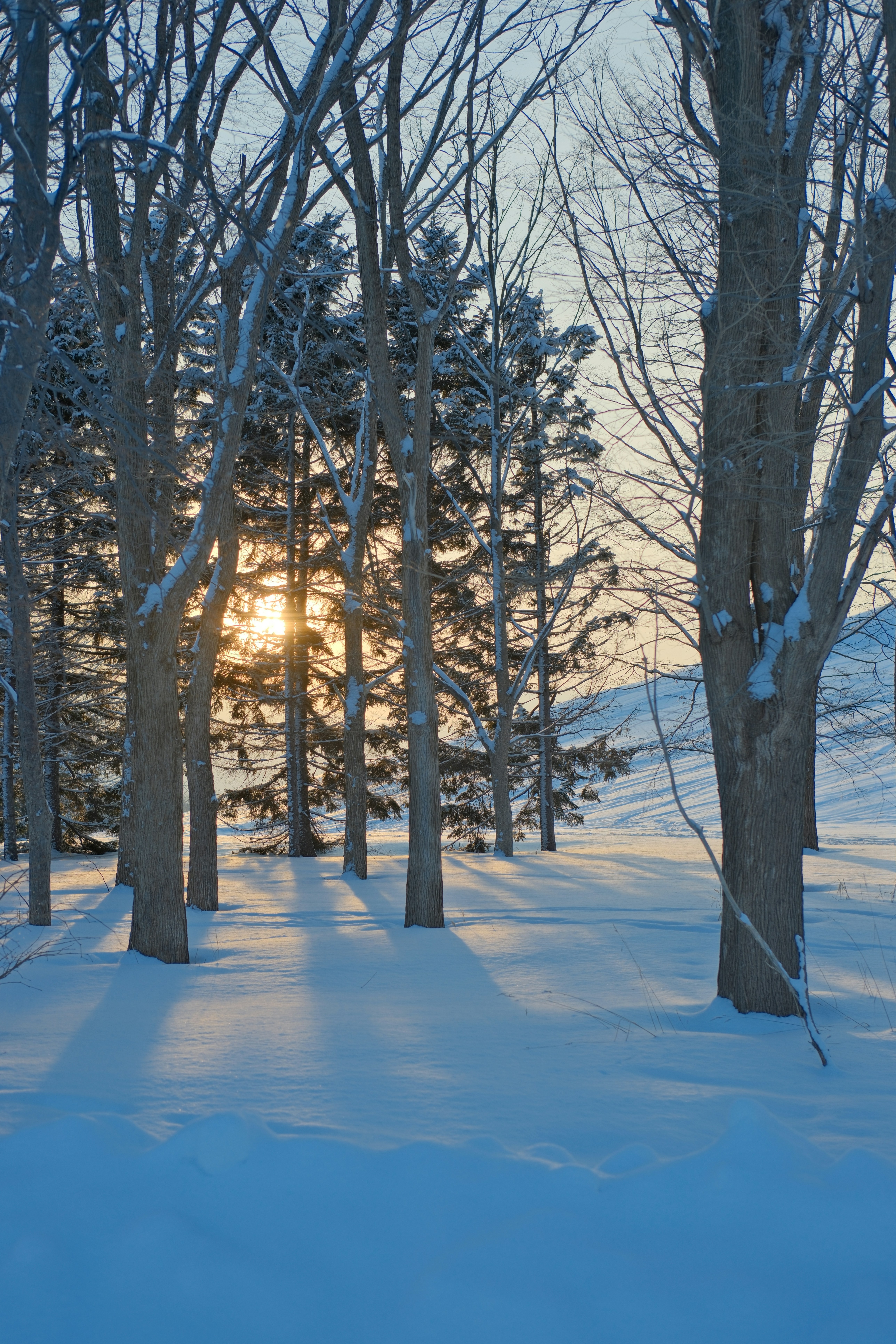 Photograph of a snow-covered forest with sunlight filtering through bare trees during blue hour.