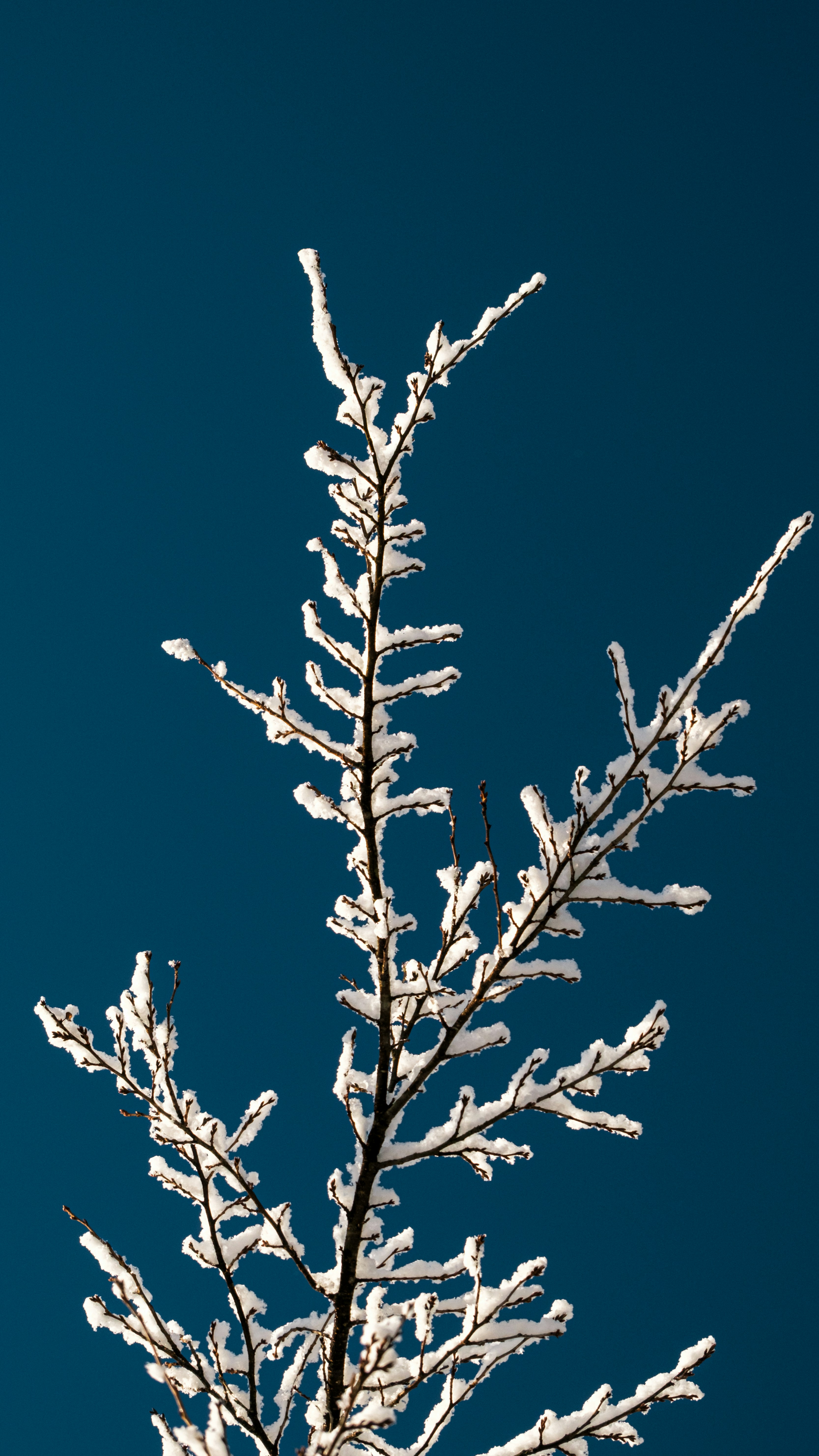 A snow covered tree branch against a blue sky photo – Free Nature Image ...