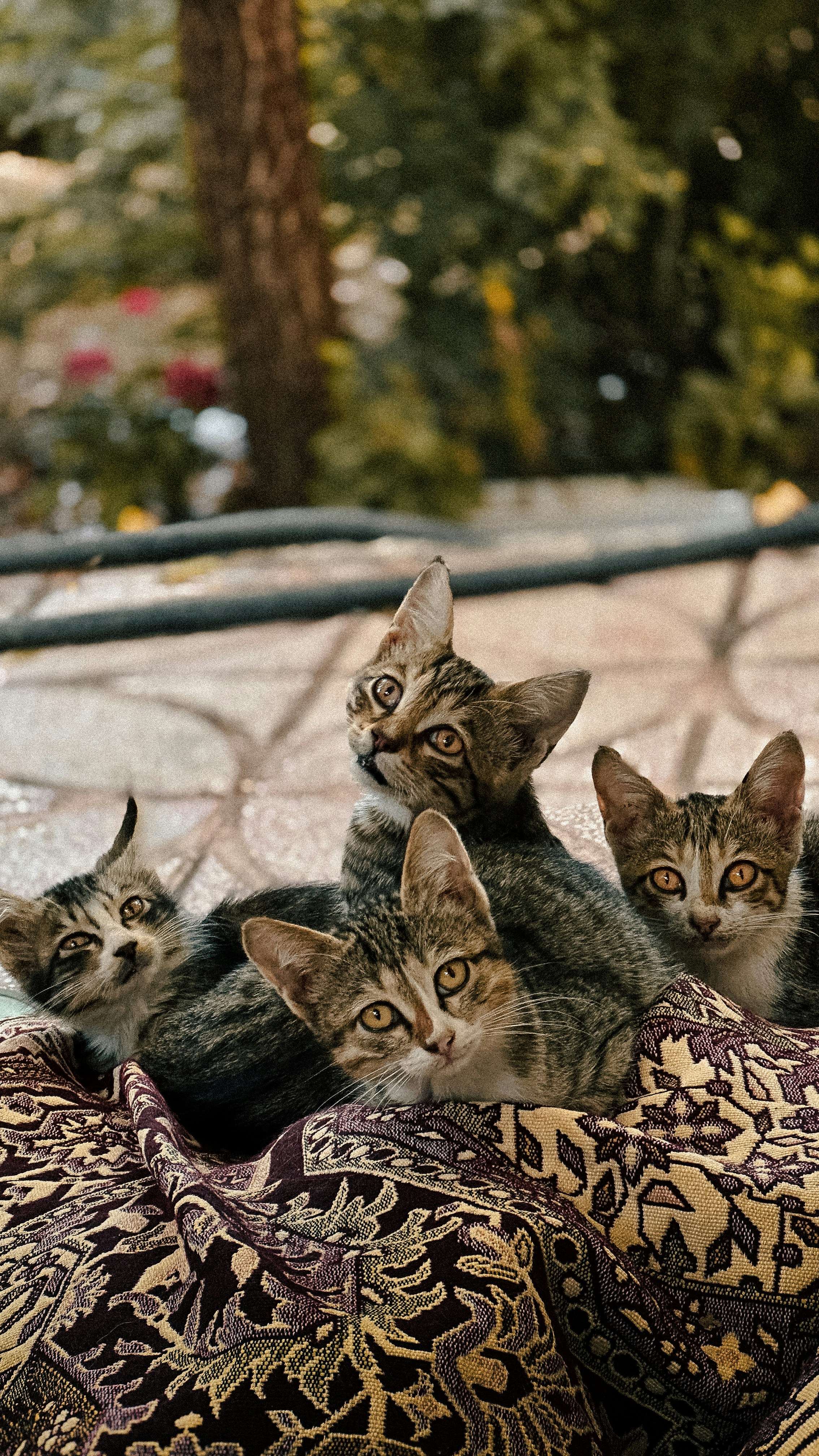 Curious Kittens on a patterned Blanket