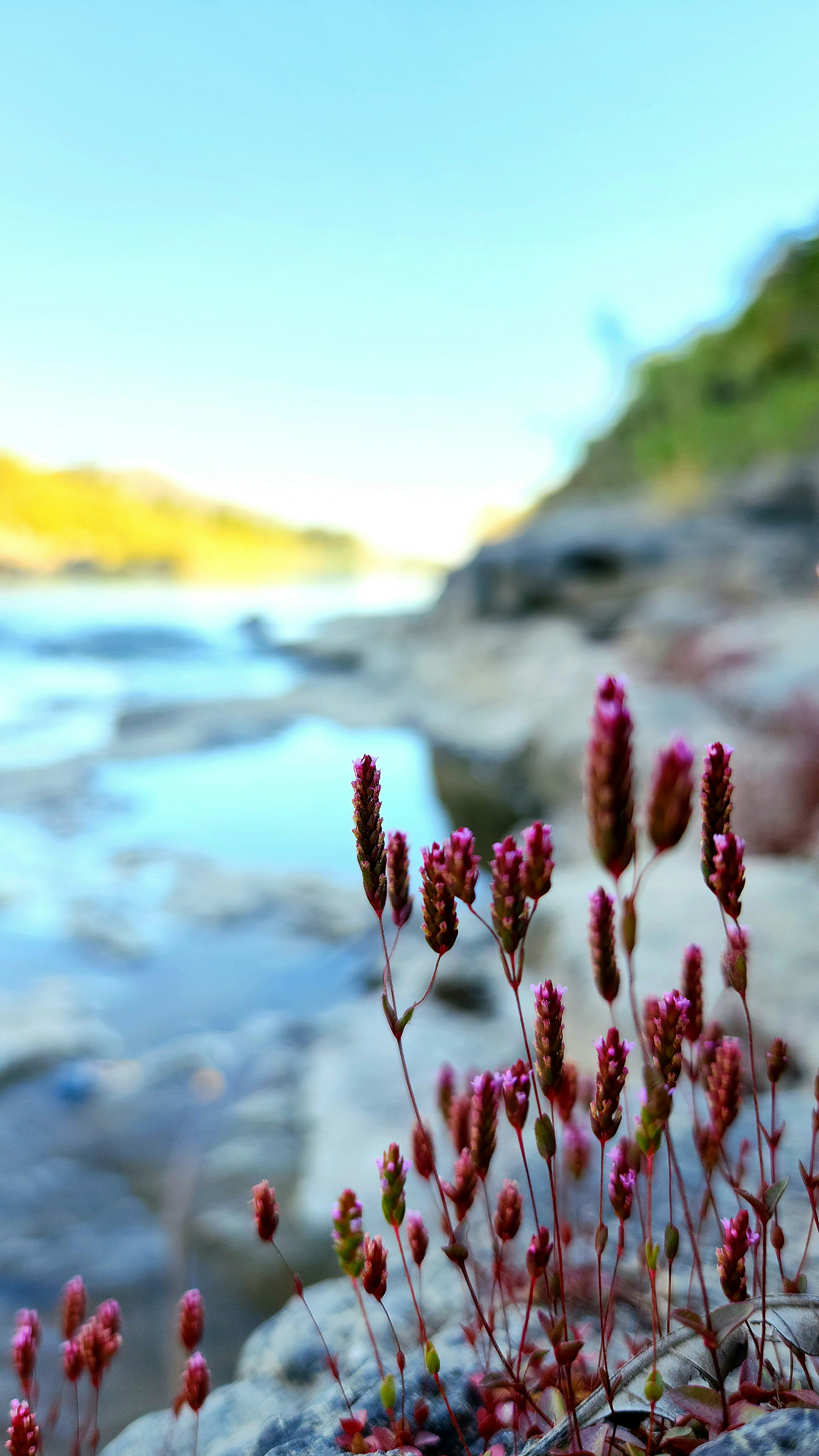 Pink Sprigs at the Shore: A Close-Up of Quiet Seascape Blur