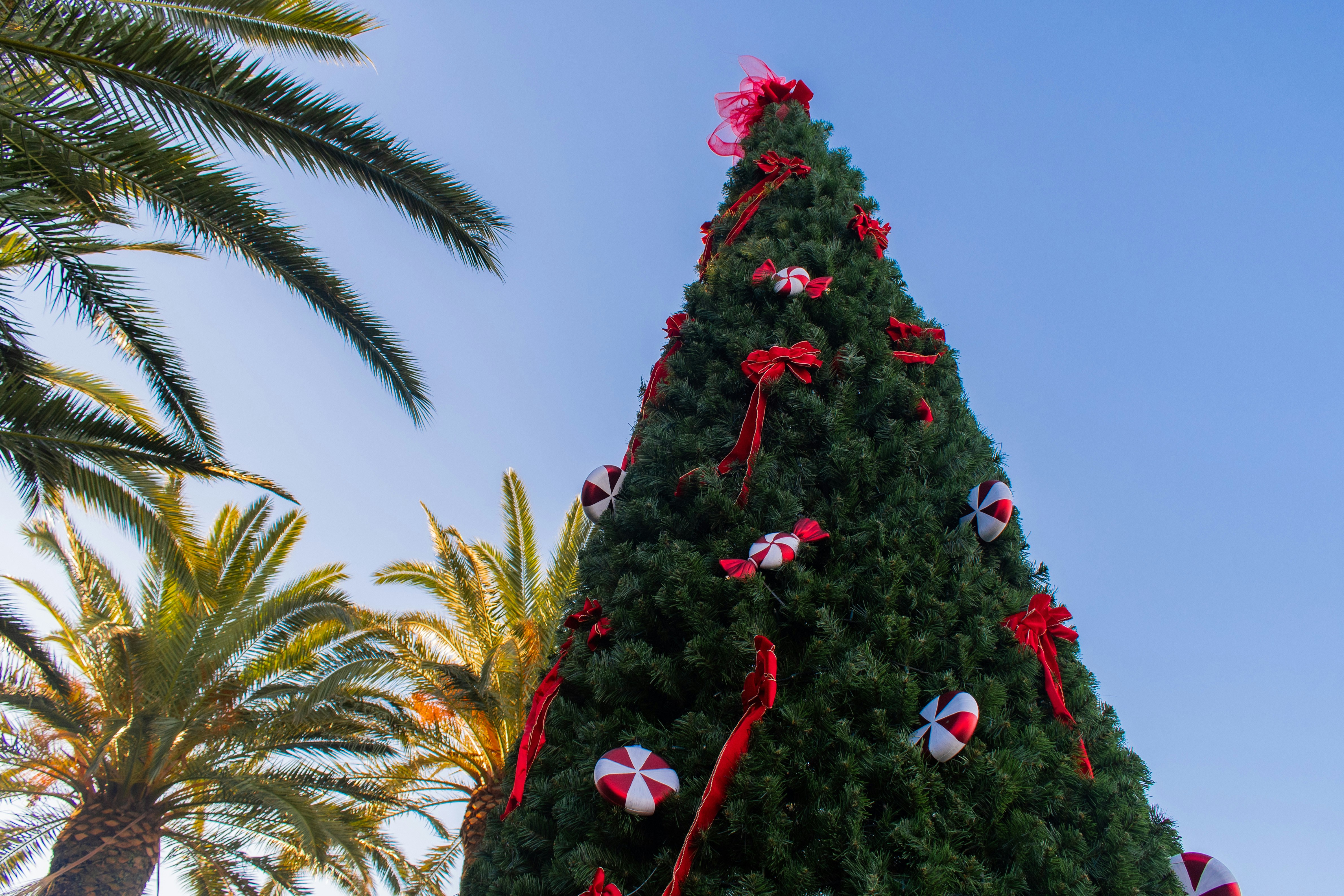 Crimson Ribboned Christmas Tree Against a Palm-Fringed, Sunlit Sky