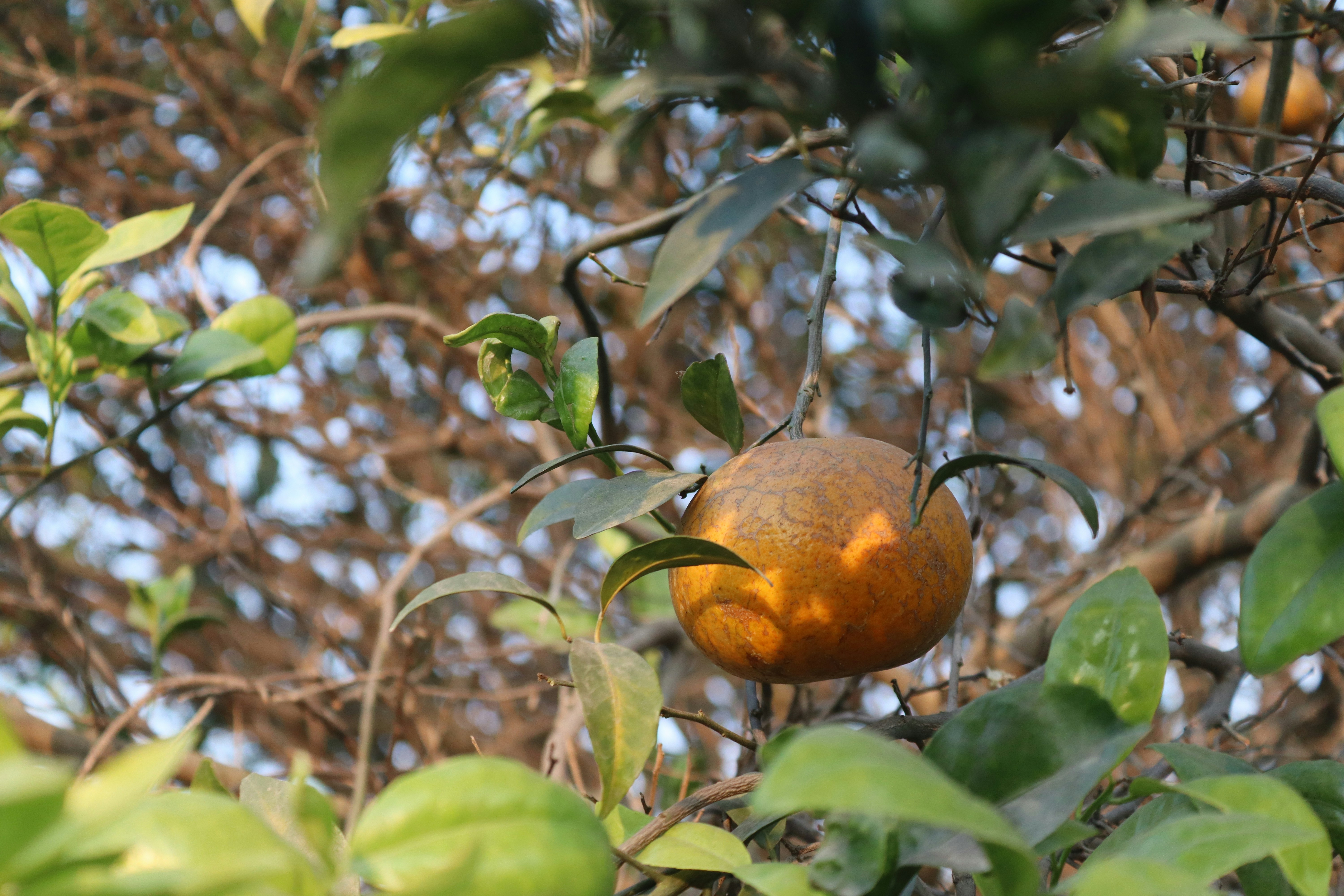 Quiet Citrus Glow: An Orange Nestled in a Verdant Tangle