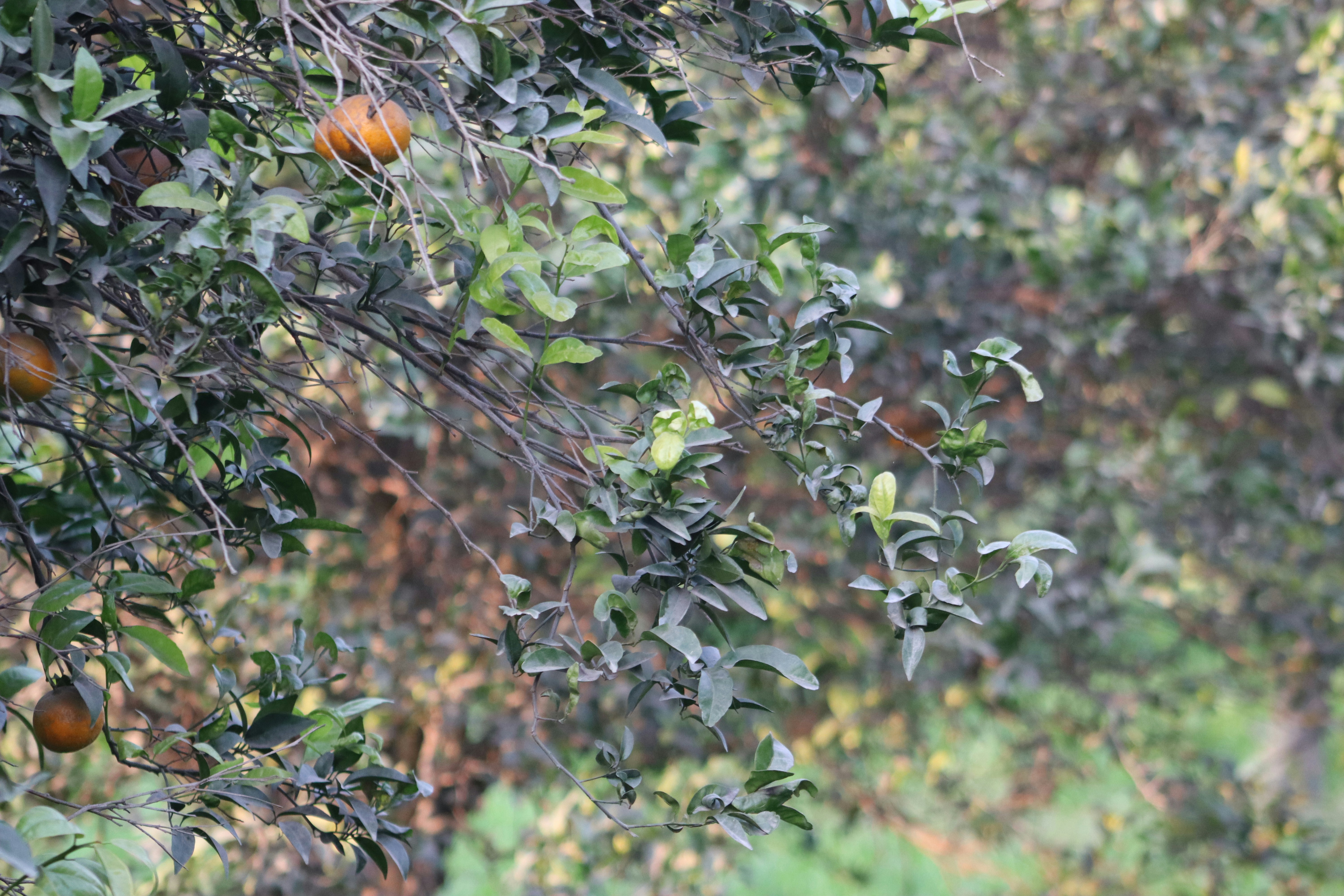 Oranges Peeking Through Green Veil: A Quiet Orchard Moment