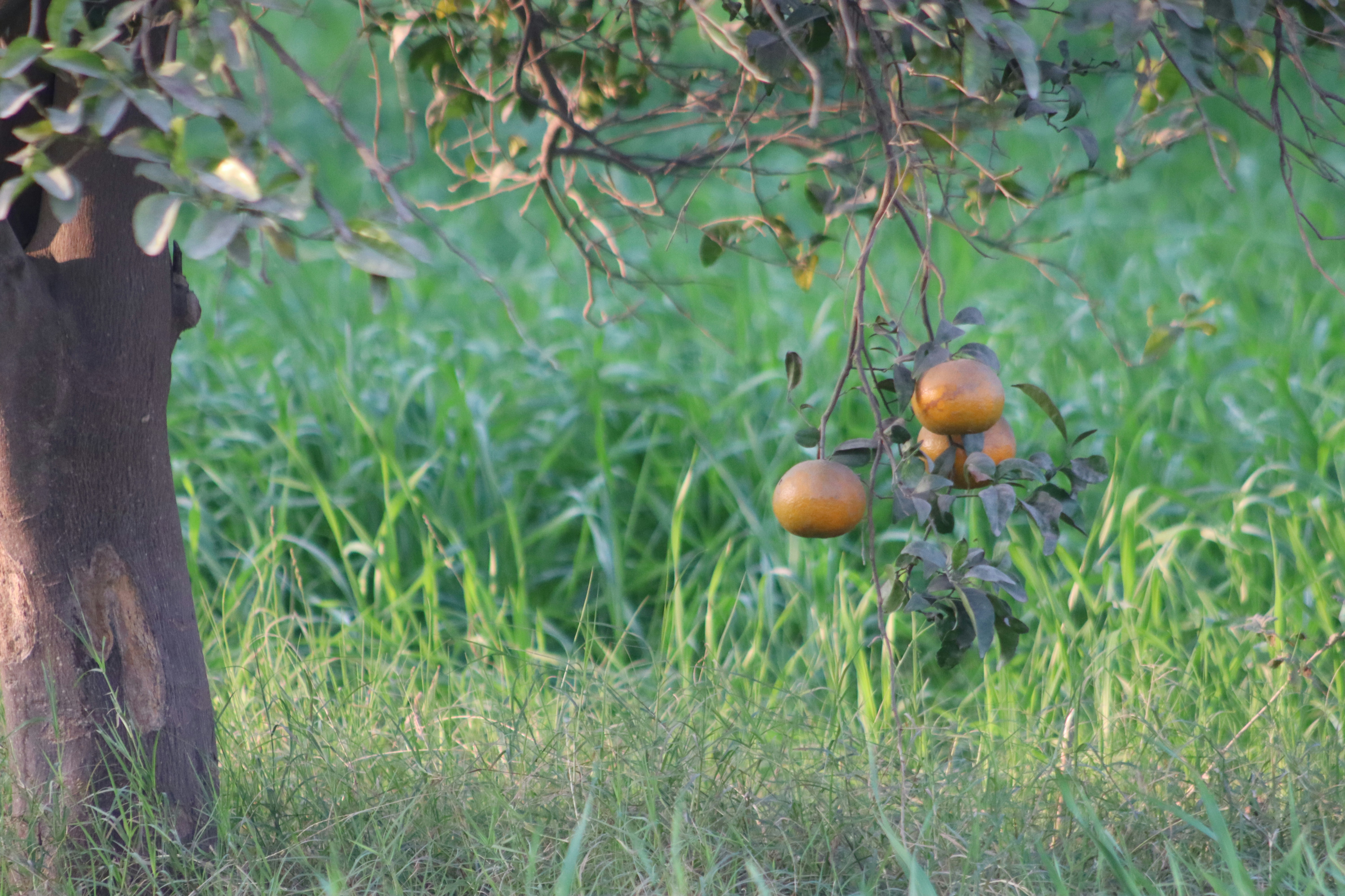 Amber Orbs Dangling in a Quiet Orchard