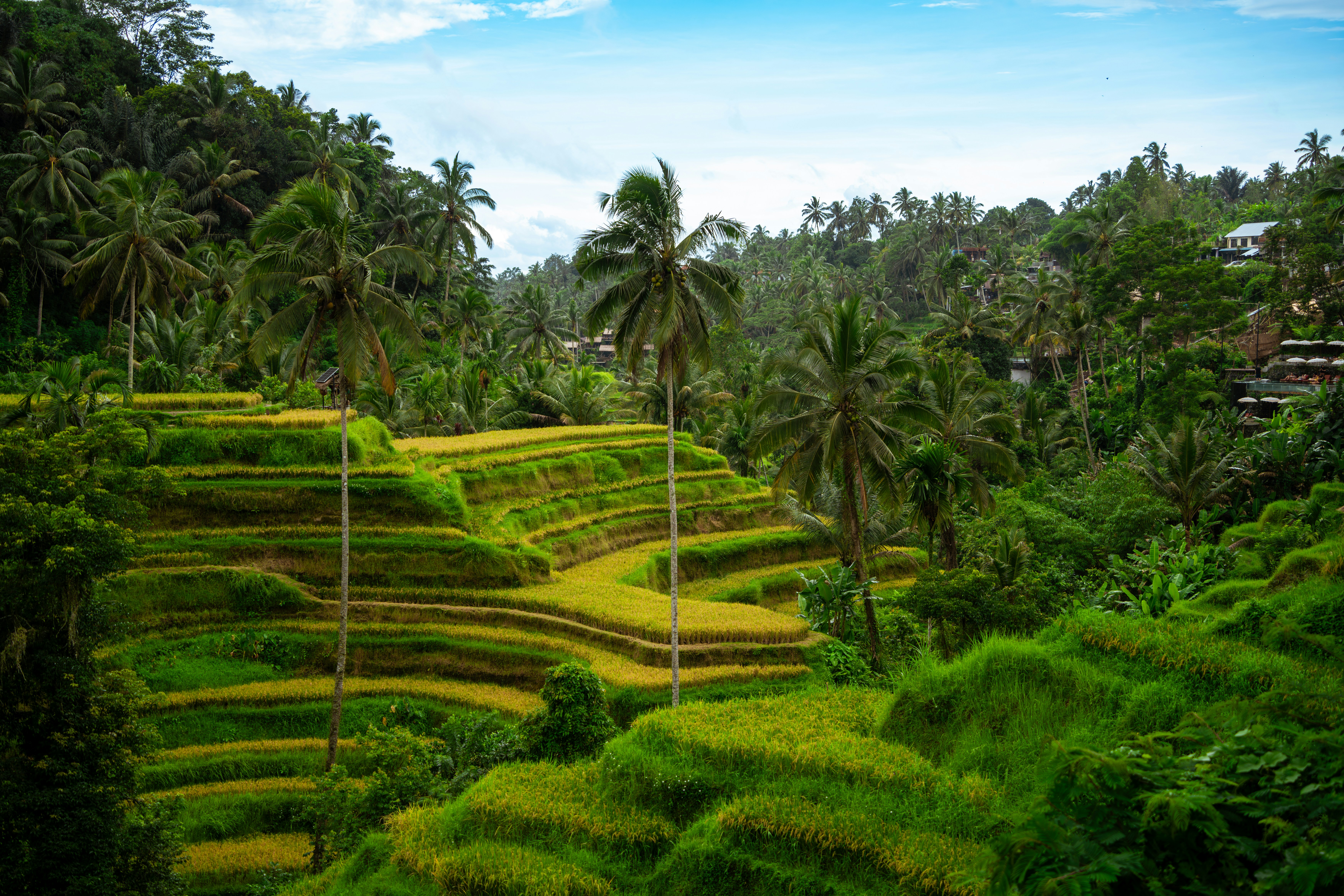Una exuberante ladera verde cubierta de muchos árboles foto – Imagen de ...