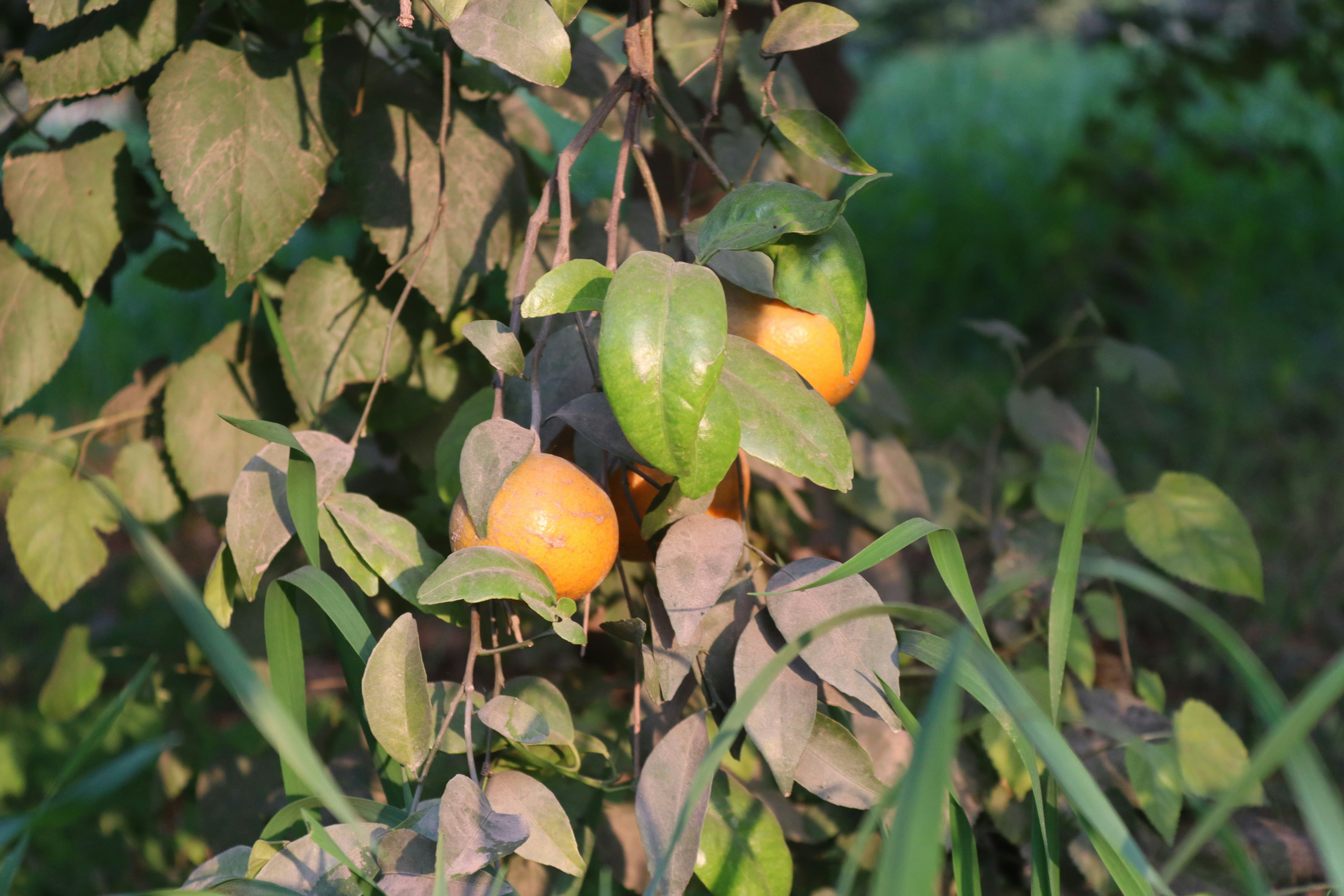 Photo by Anees Ur Rehman with Canon EOS 250D