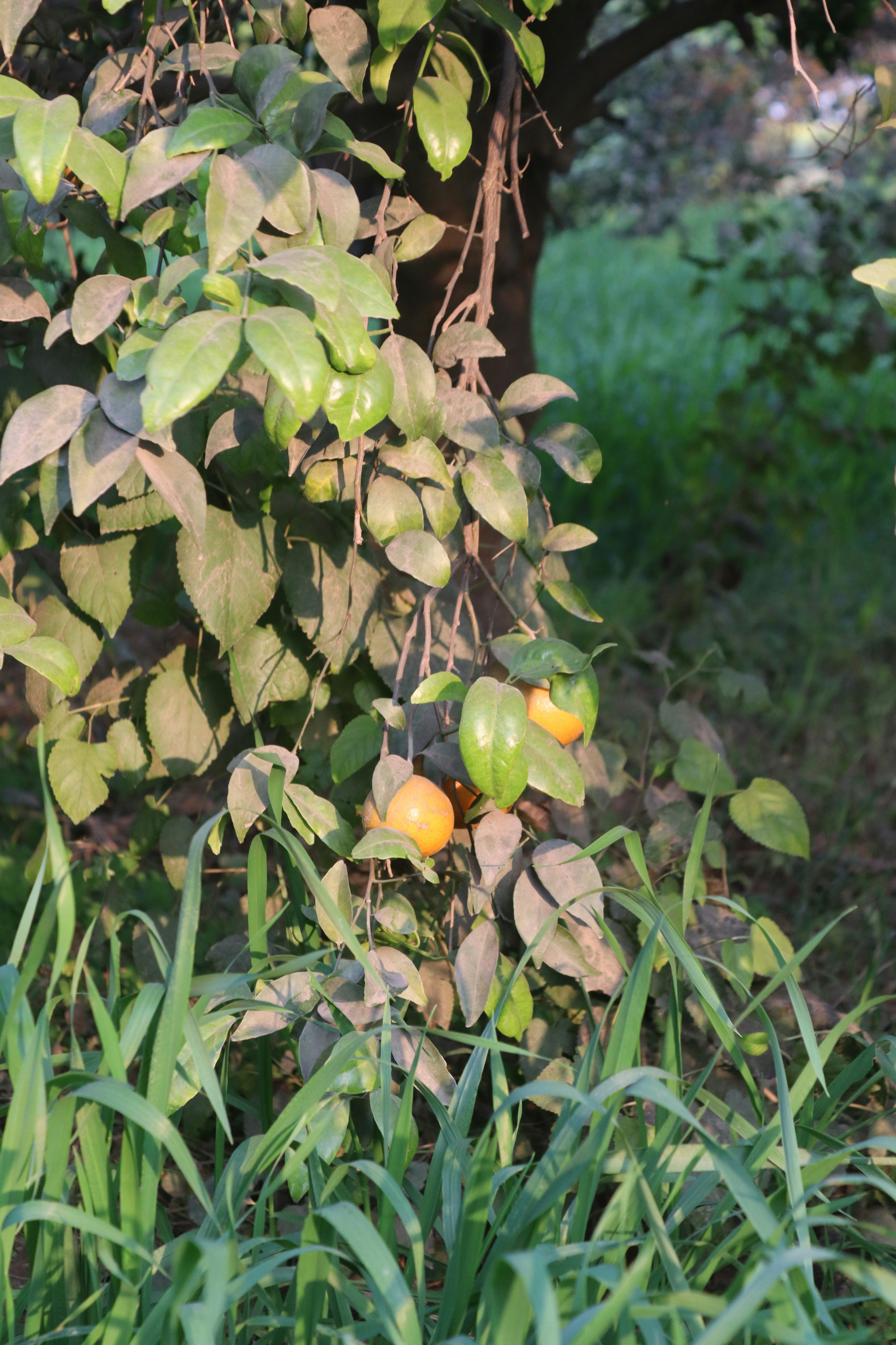 Dappled Orange Orbs in a Verdant Garden