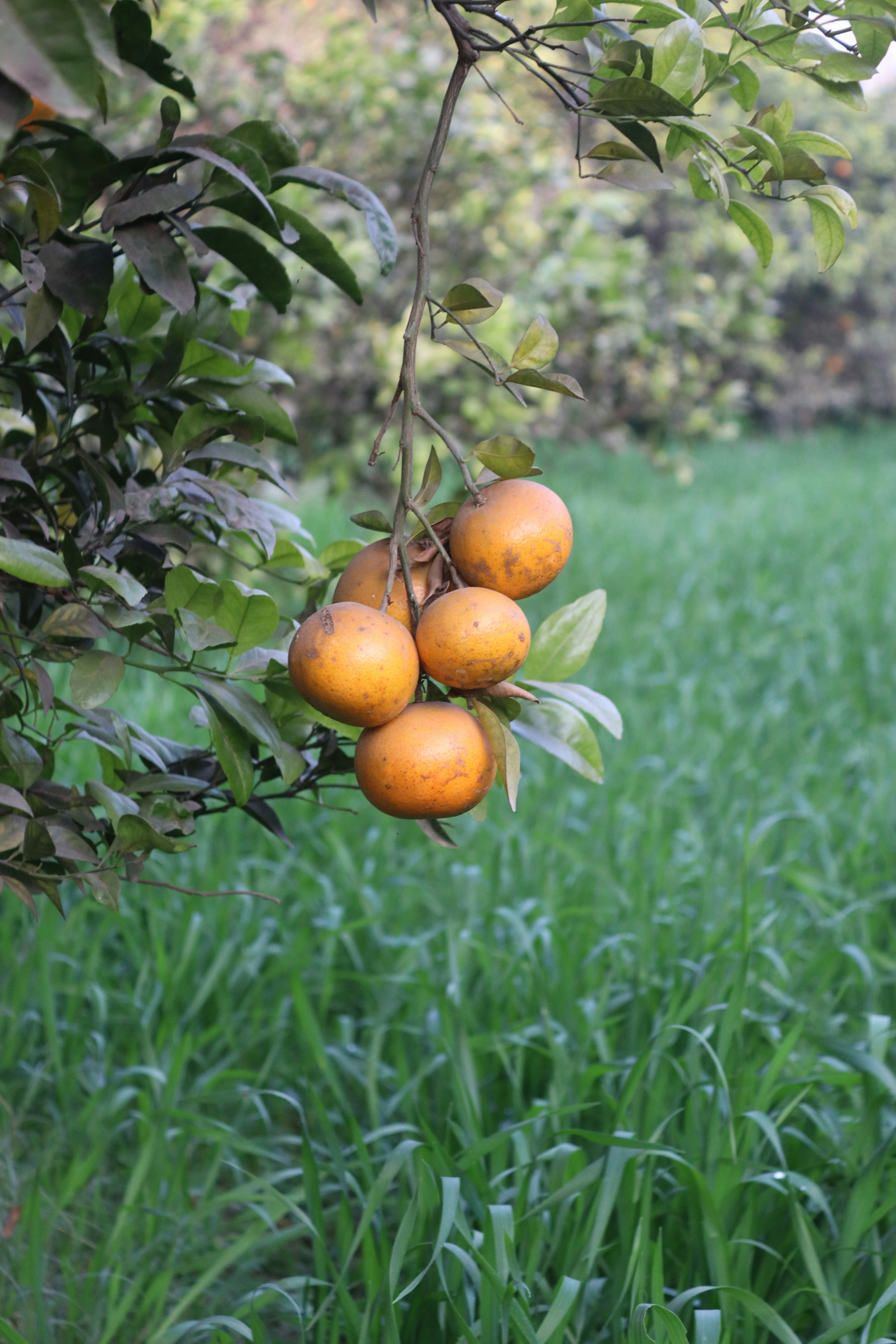 Citrus Pendant: Oranges Dangling from a Branch Over a Verdant Field
