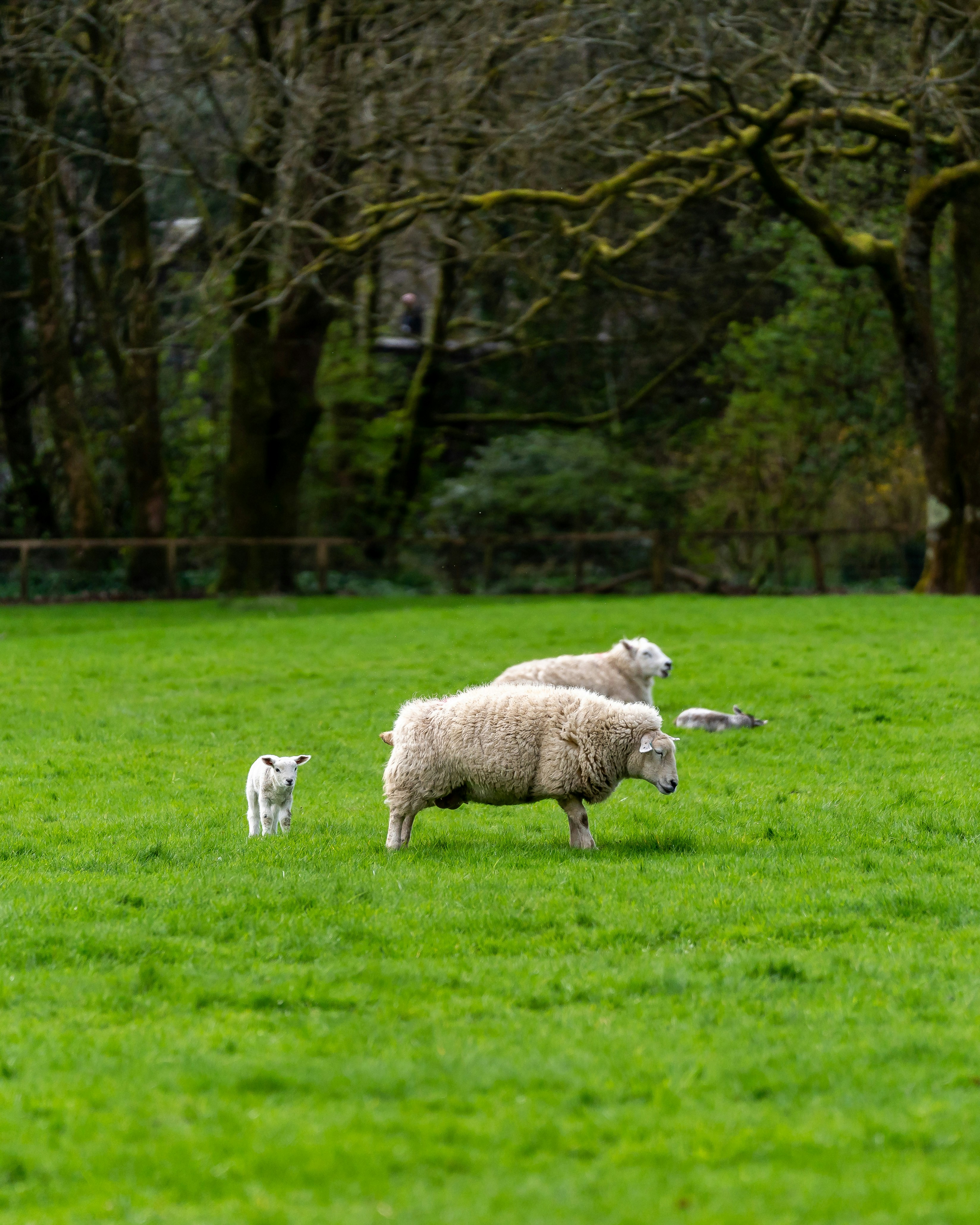 Pasture Family: A gentle flock pauses in a sunlit field