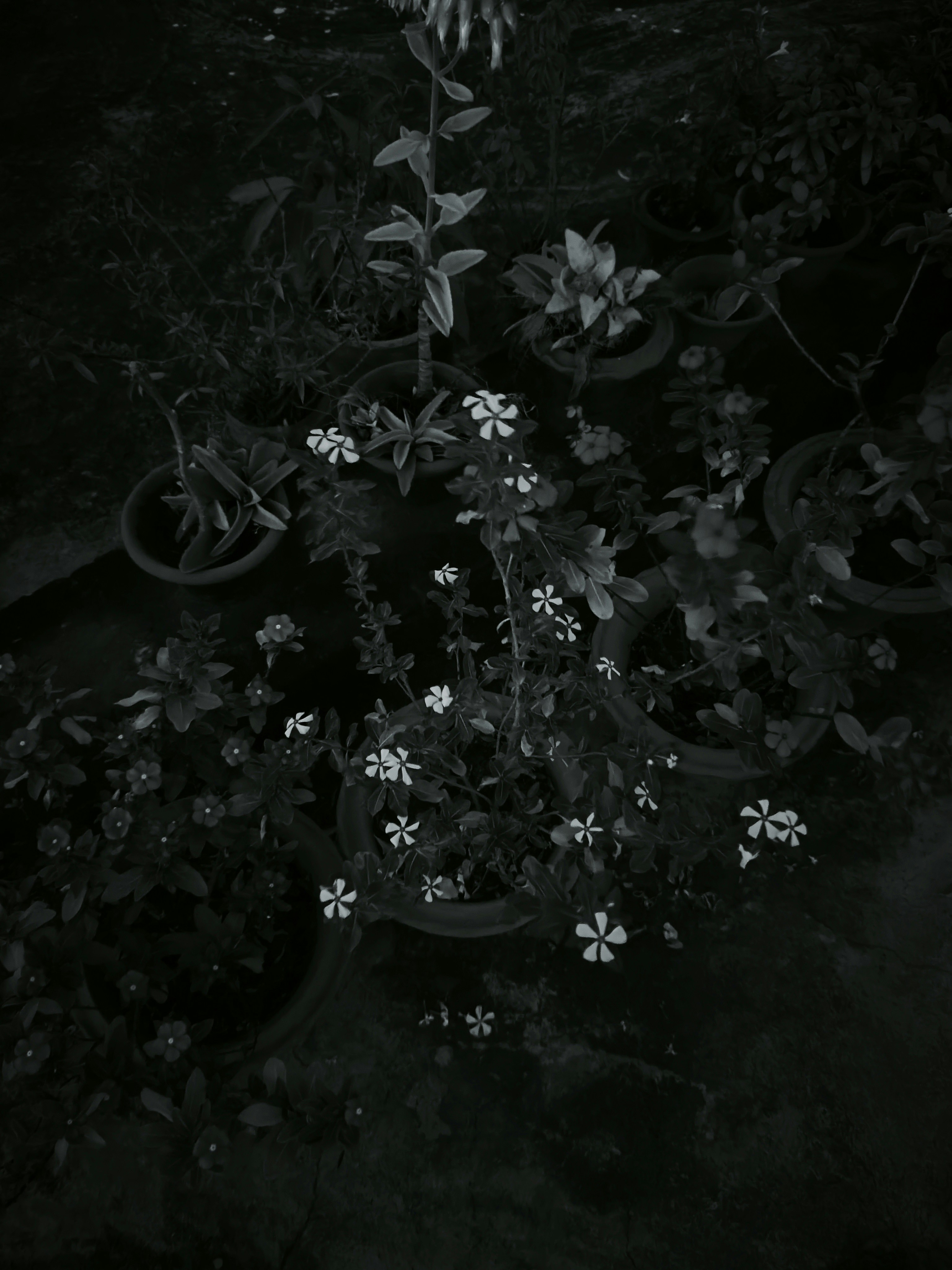 A black and white photo of some flowers