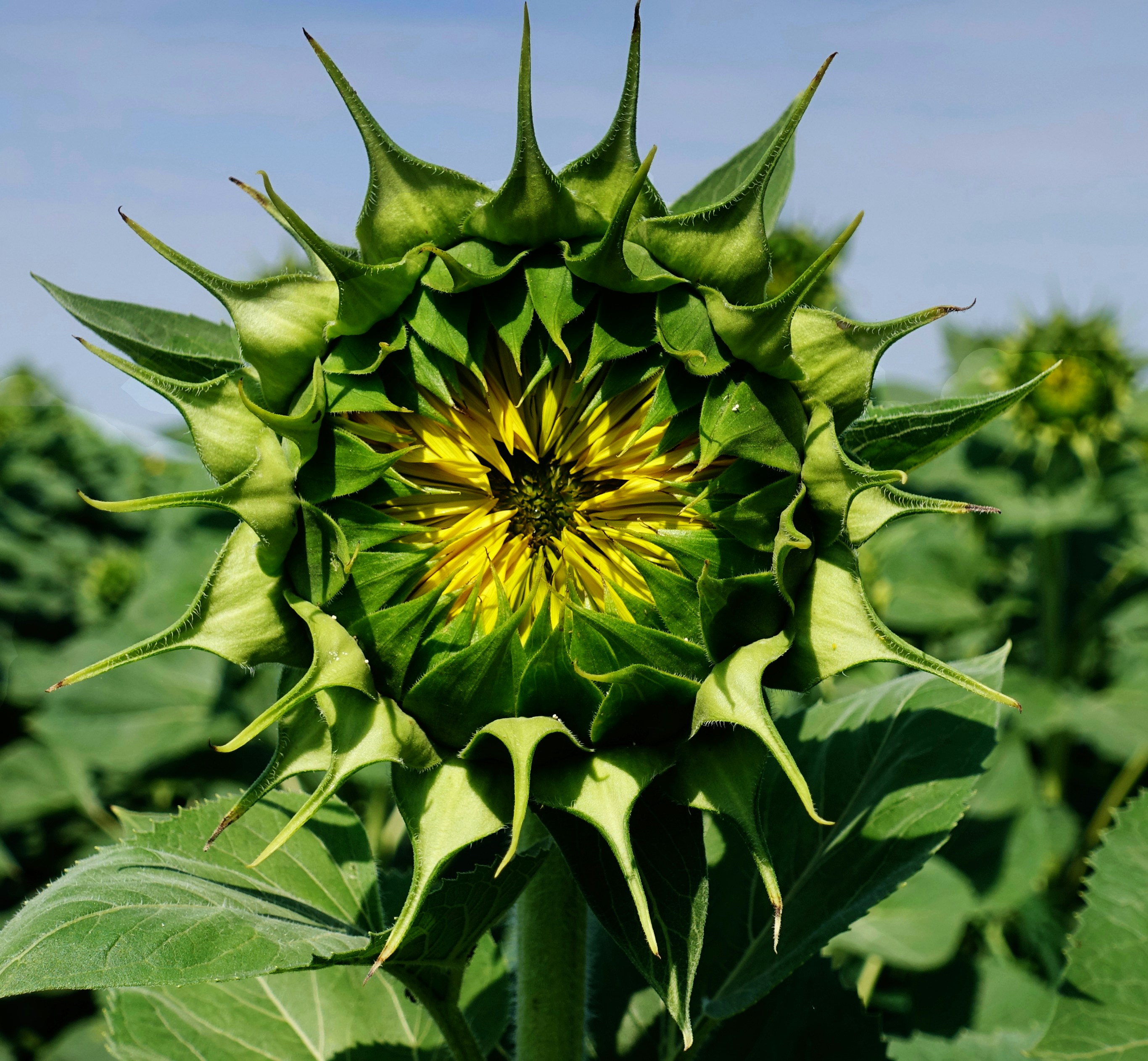 Emerald Crown: A Sunflower Bud Unfurls Its Geometric Green Core