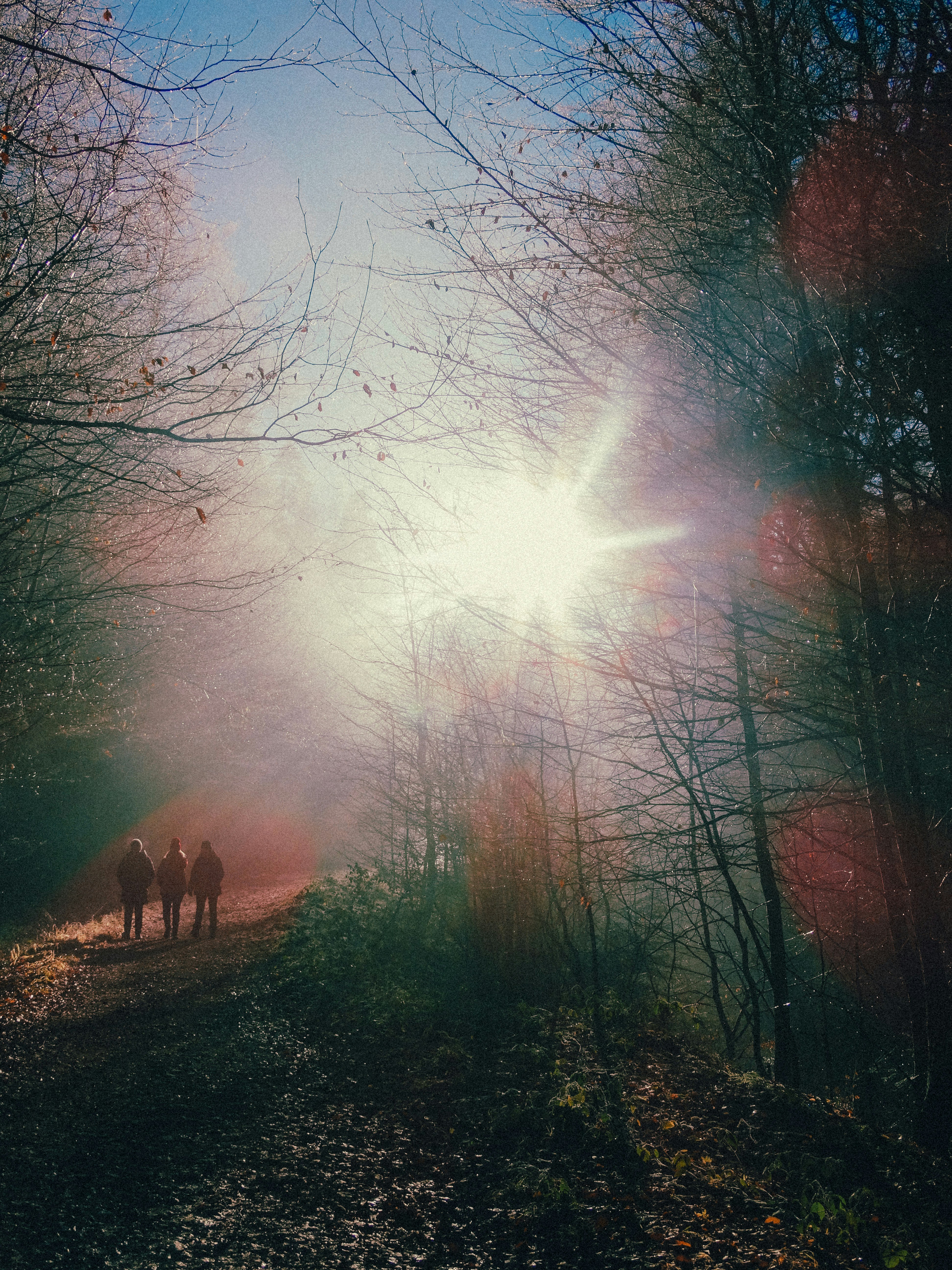 Sunlit Stride Through a Veiled Forest