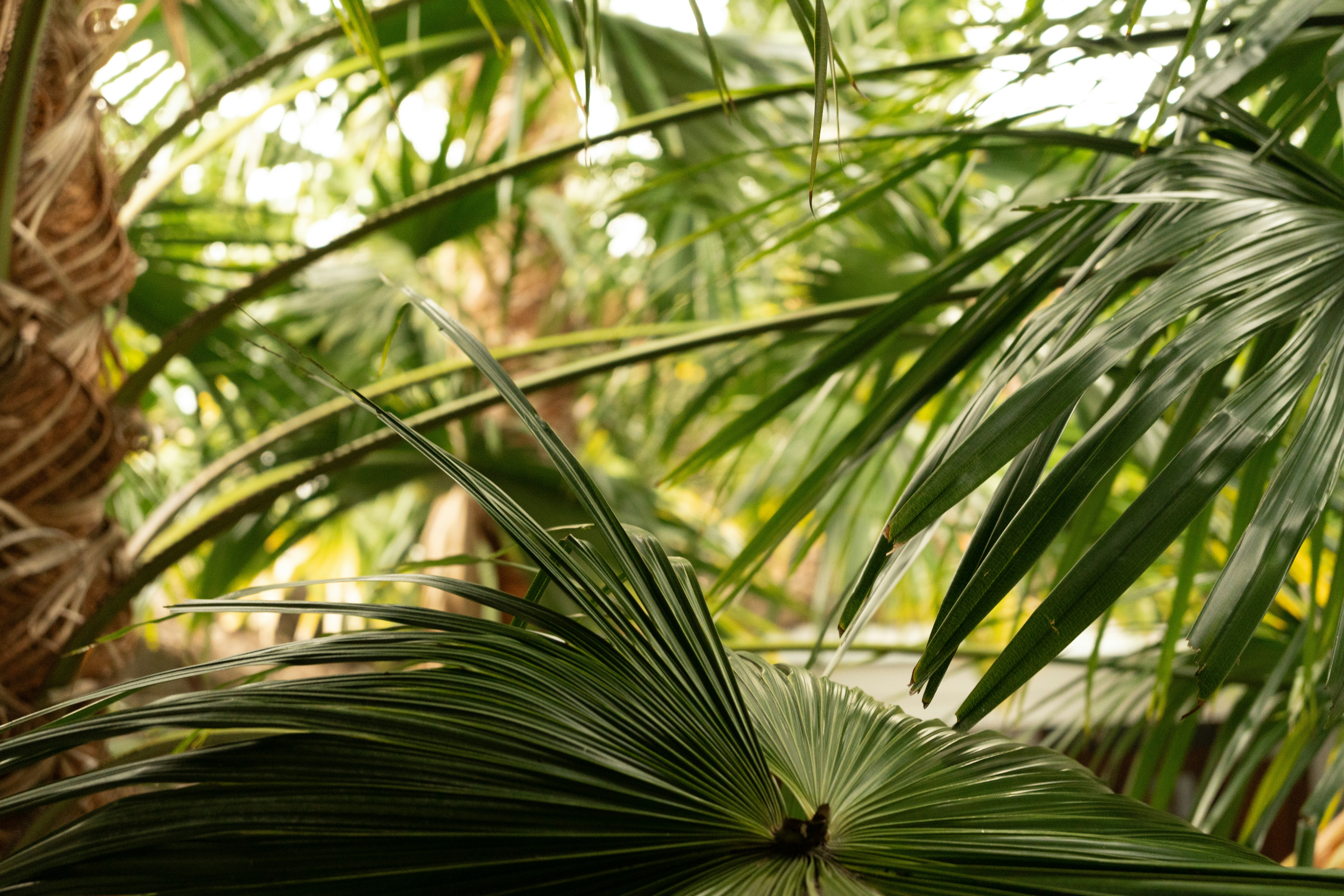 Lush Canopy of Verdant Palms