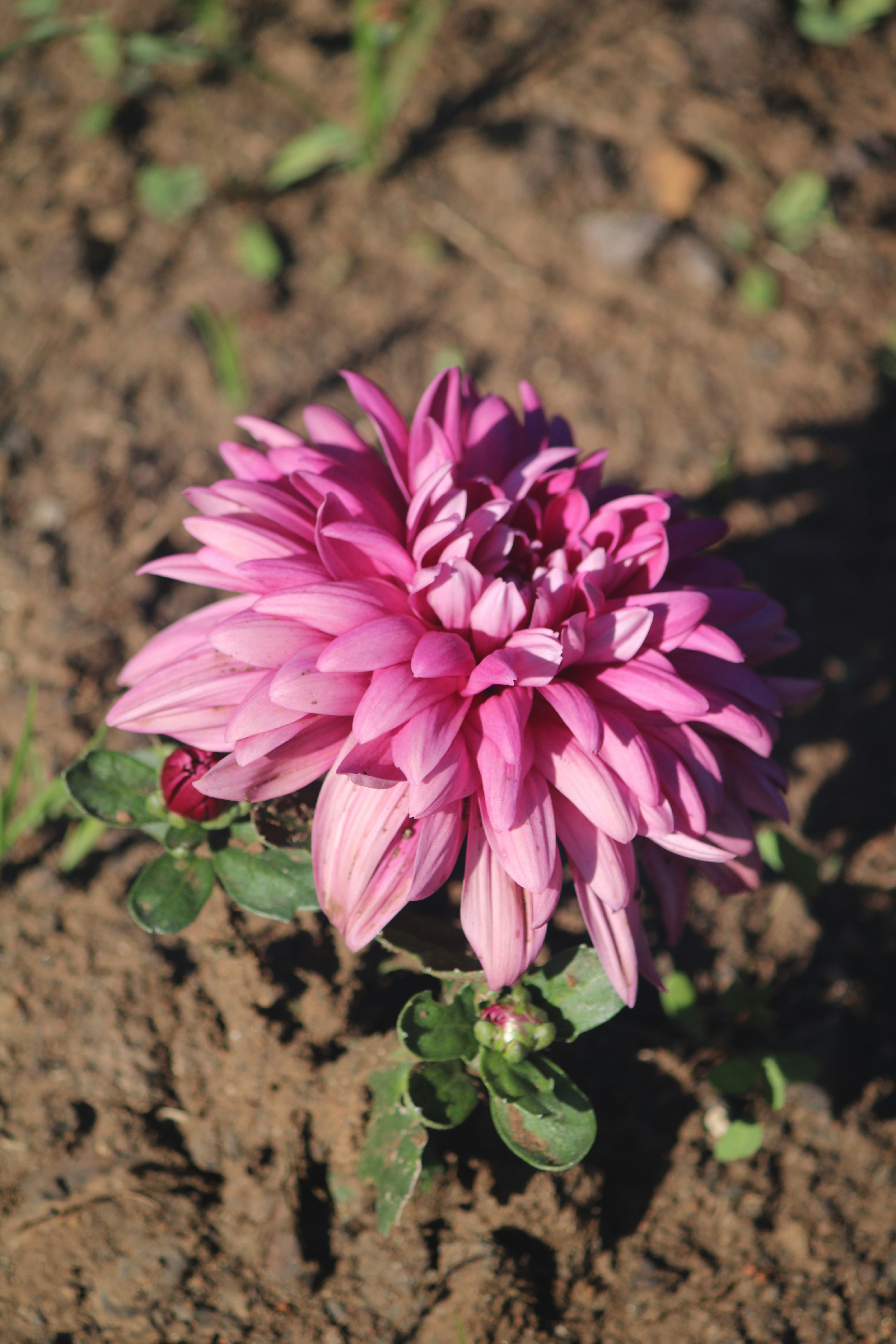 Rosy Dahlia Rising From Earth: A Sunlit Close-Up