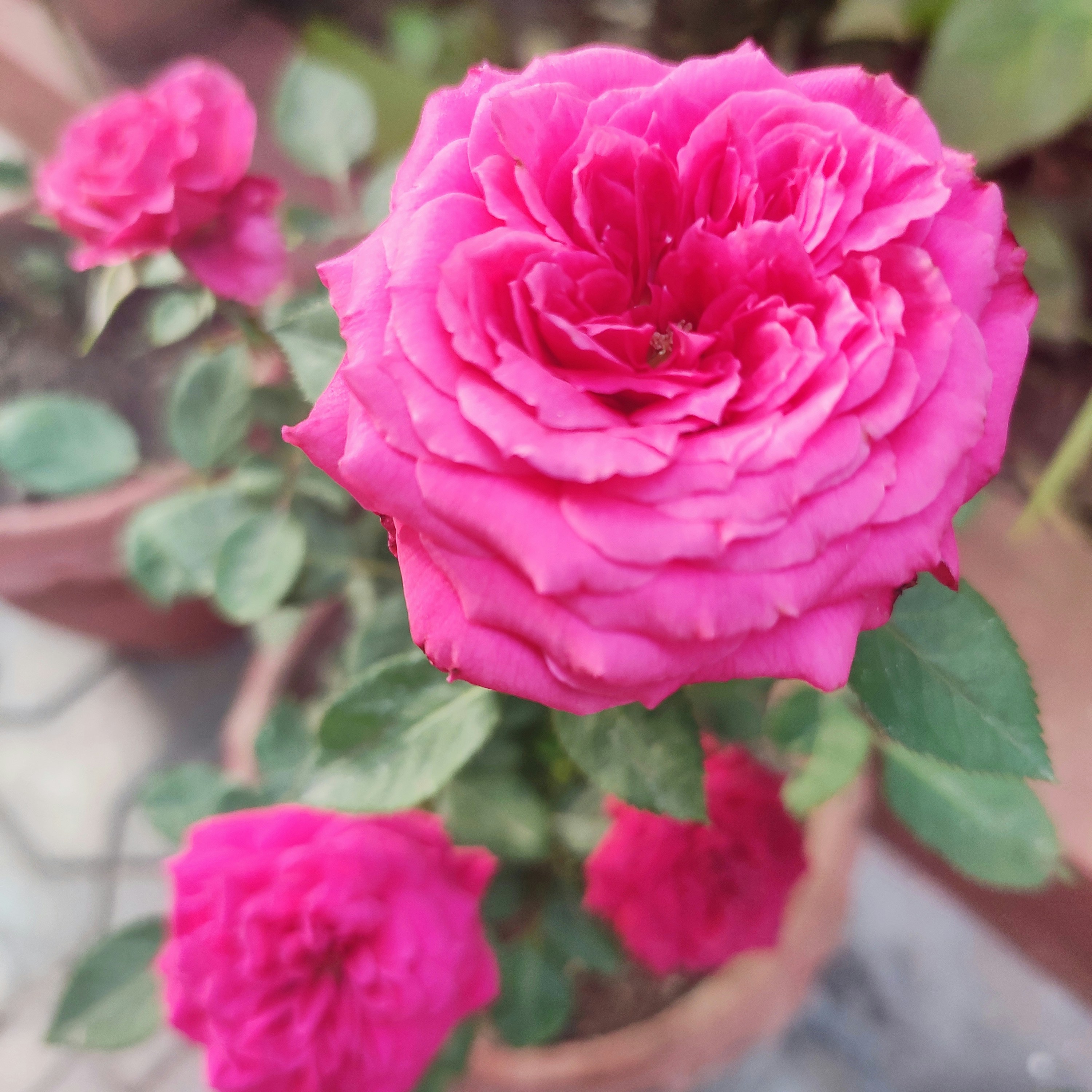 Crimson Velvet Bloom Framed by a Quiet Pot-Garden