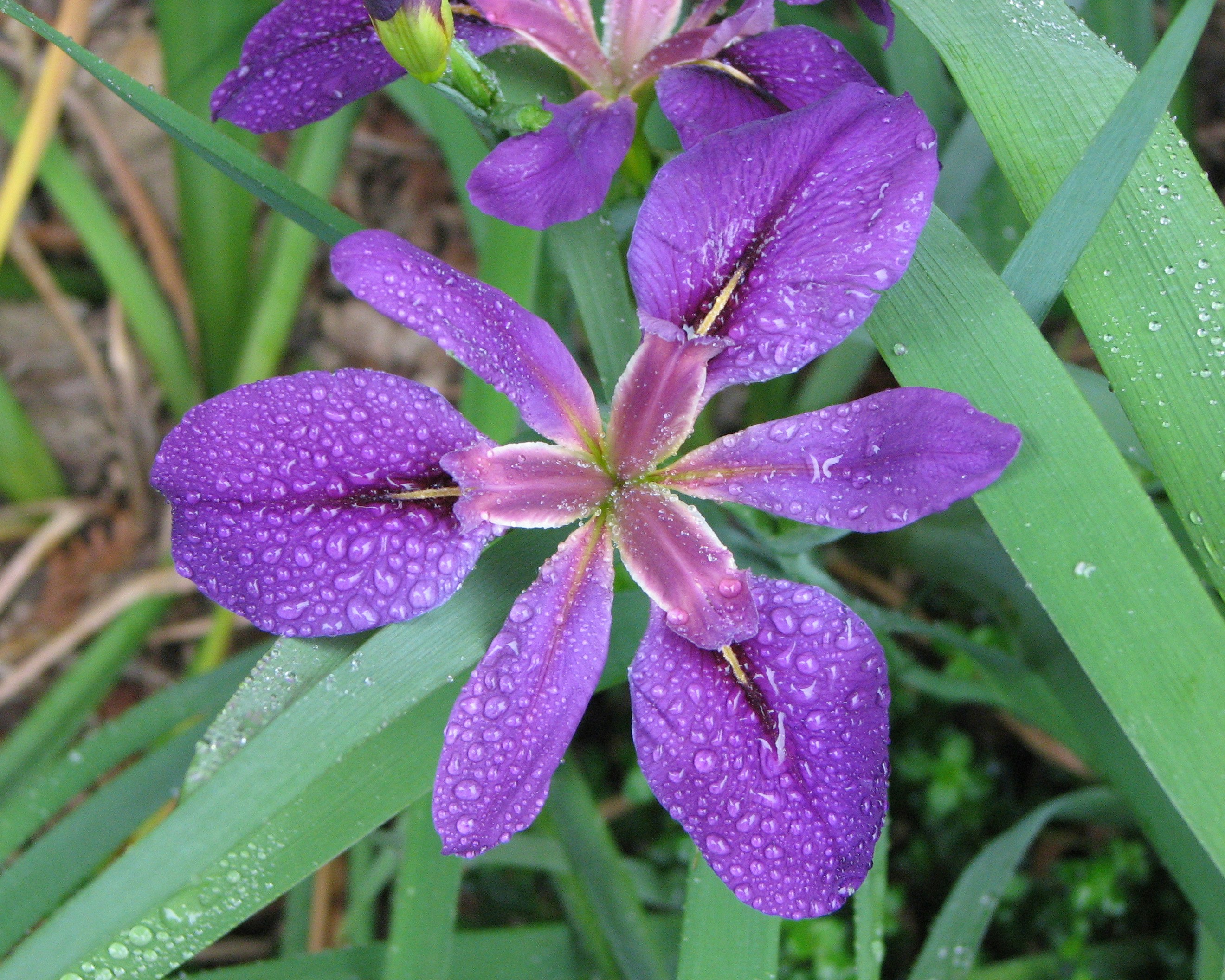 Close-up of a purple iris with dewdrops glistening on slender green leaves.