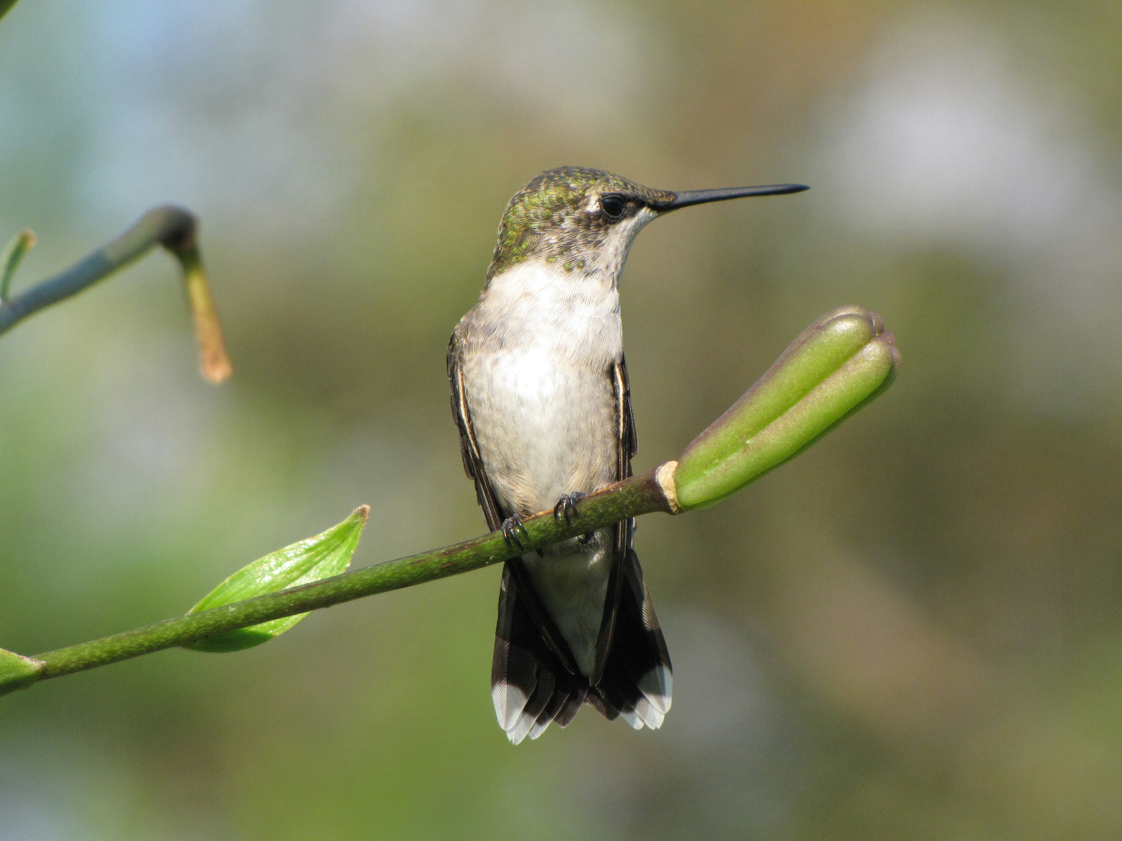 A hummingbird perches on a thin branch photo – Free Bird Image on Unsplash