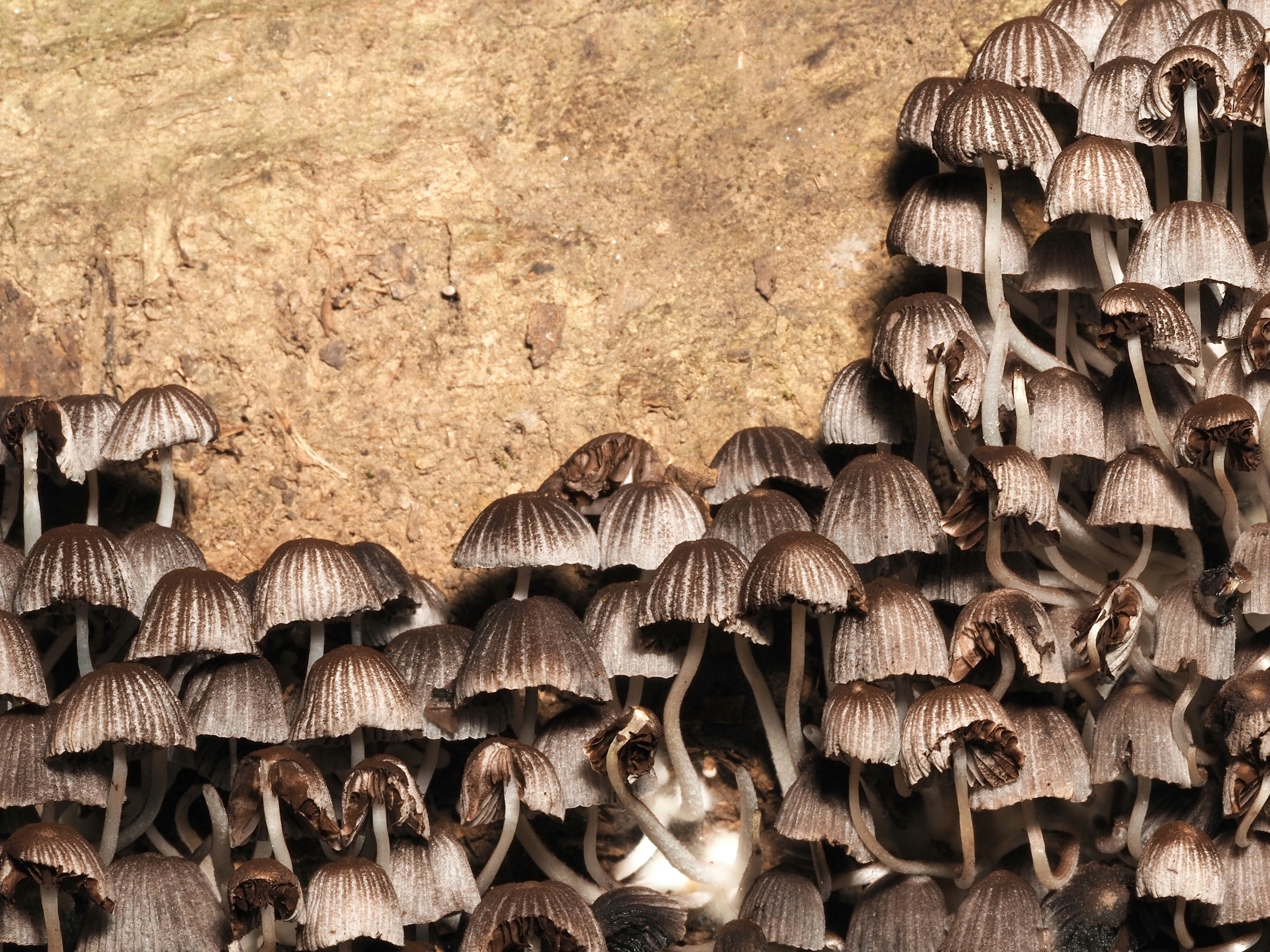 Mushroom Micro-Forest: Tan Caps form a Quiet Mosaic on Weathered Stone