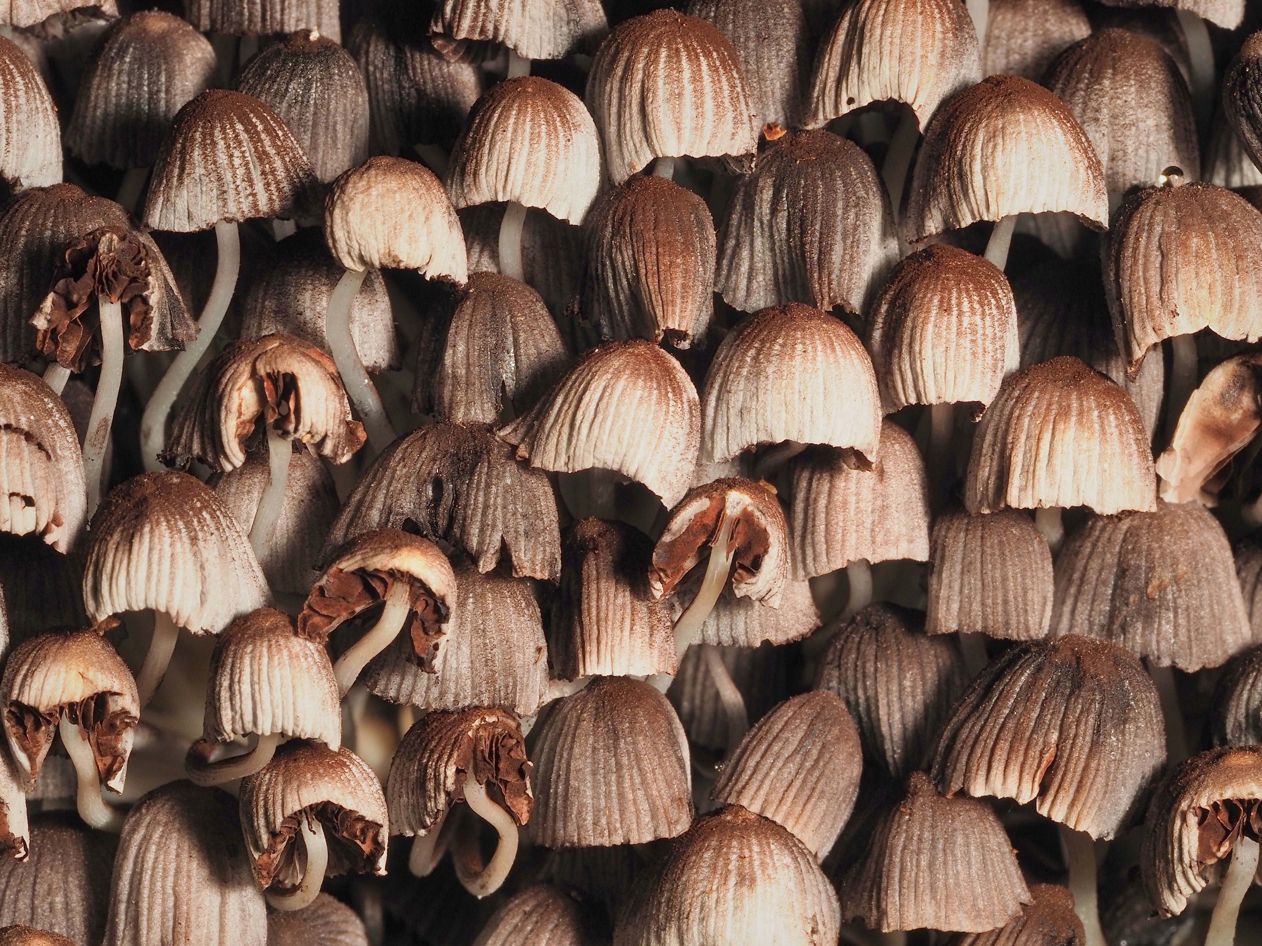 Photo by Felipe Simões with Olympus OM-D E-M1 Mark II