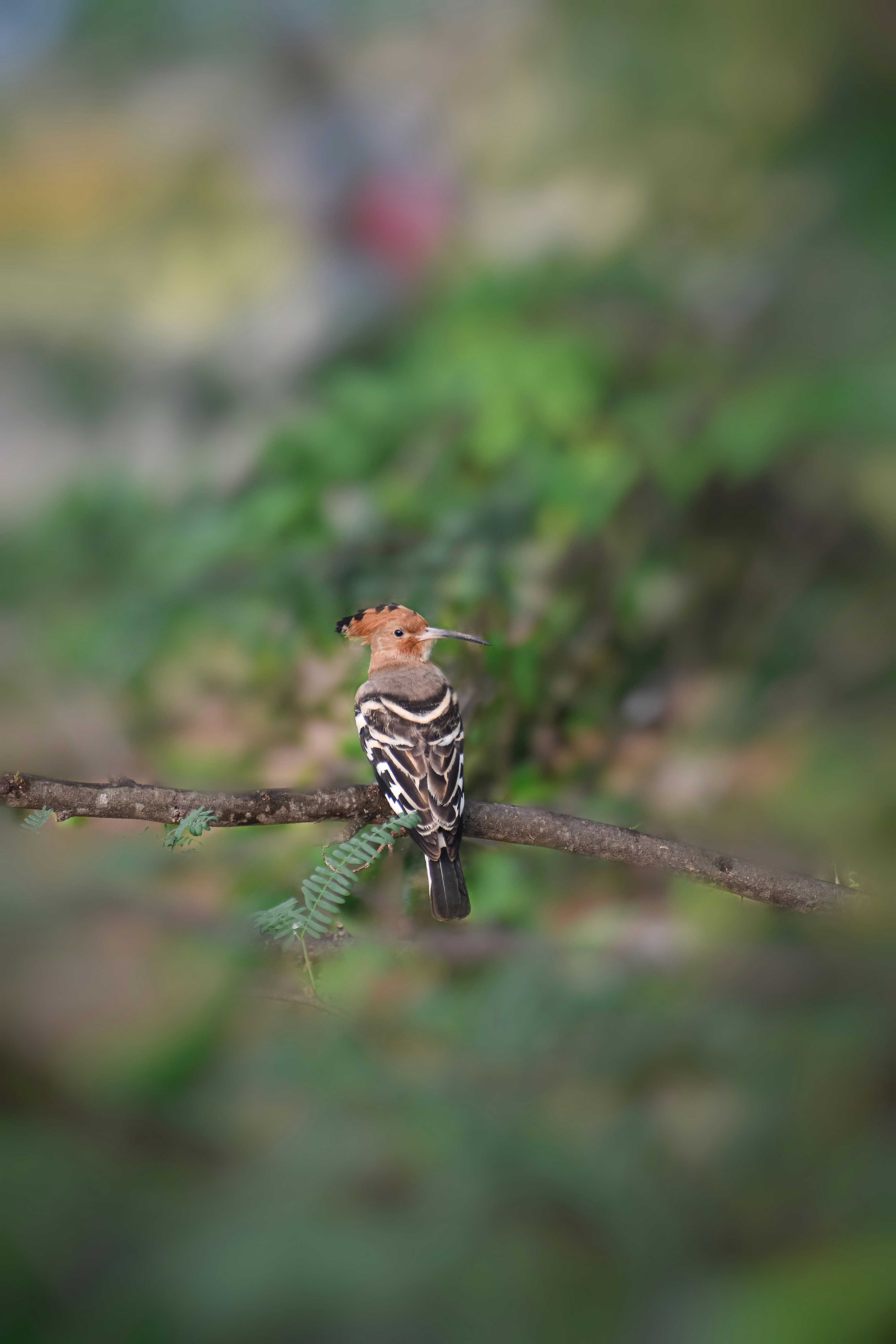Hoopoe on a Mossy Branch: Quiet Portrait with Velvet Bokeh