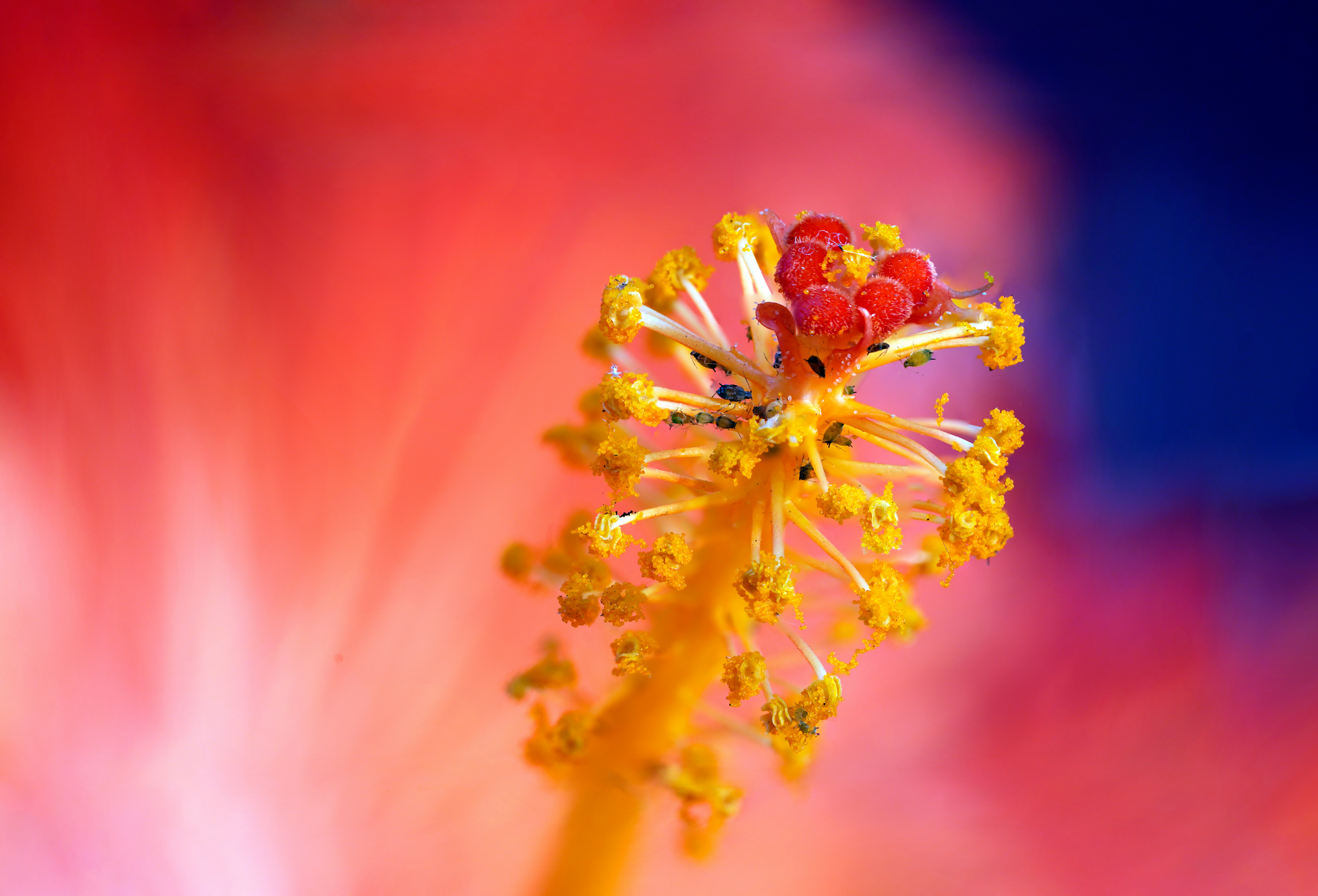 Pollen Crown: a hibiscus macro study of color and texture