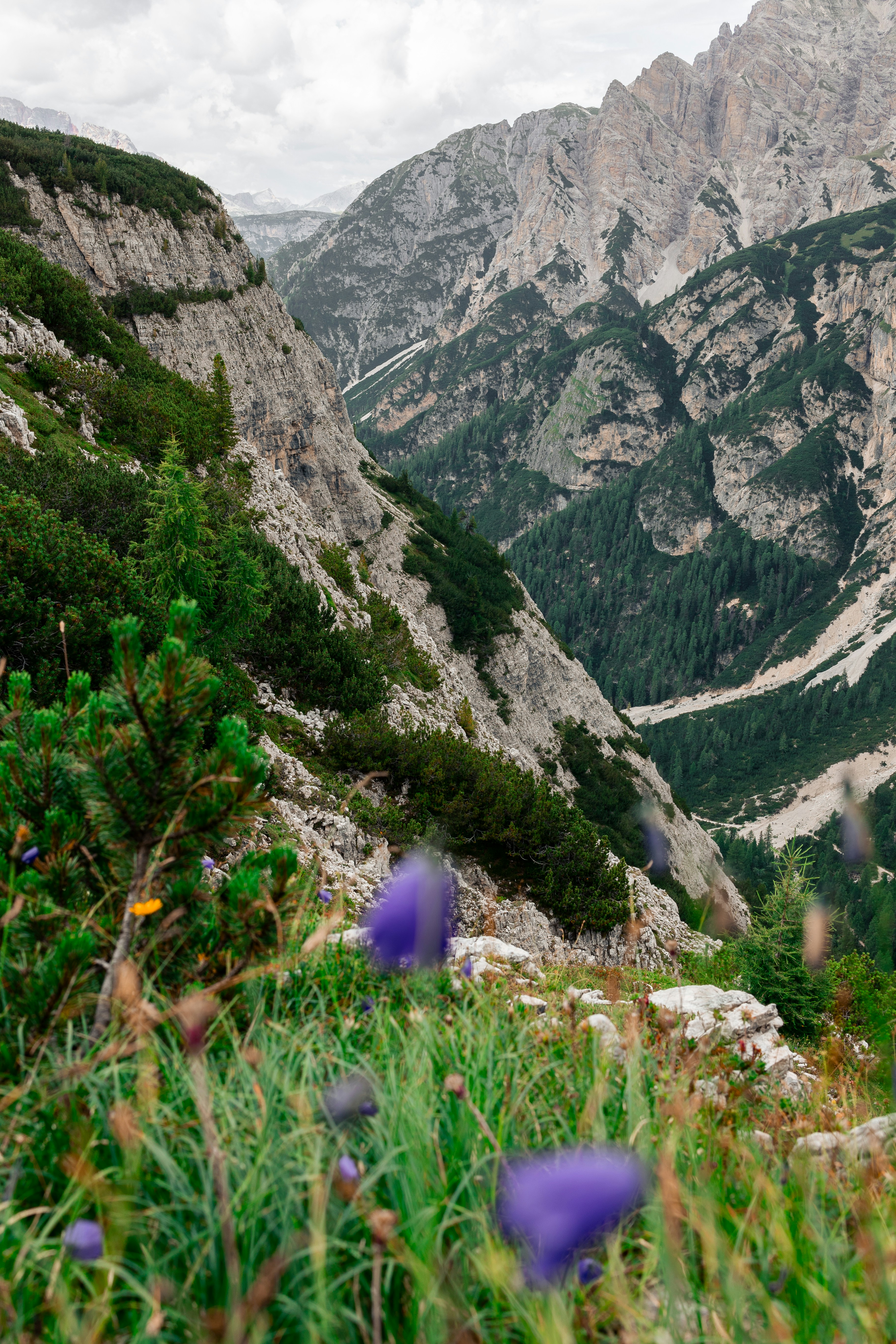 Wildflowers in the foreground with rugged mountain peaks in the background under a cloudy sky.