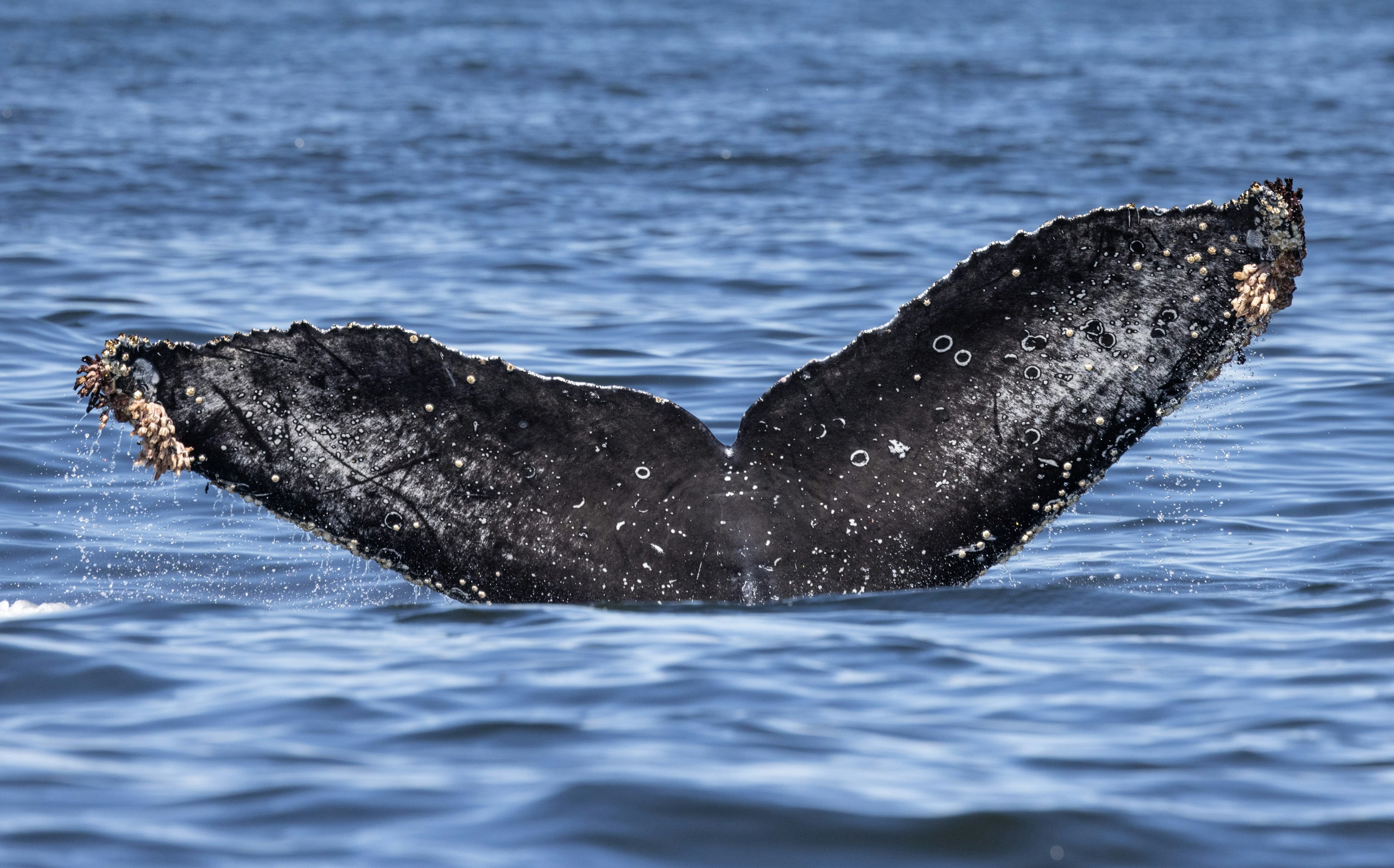 Whale Tail Emergence: A Quiet Moment at Sea