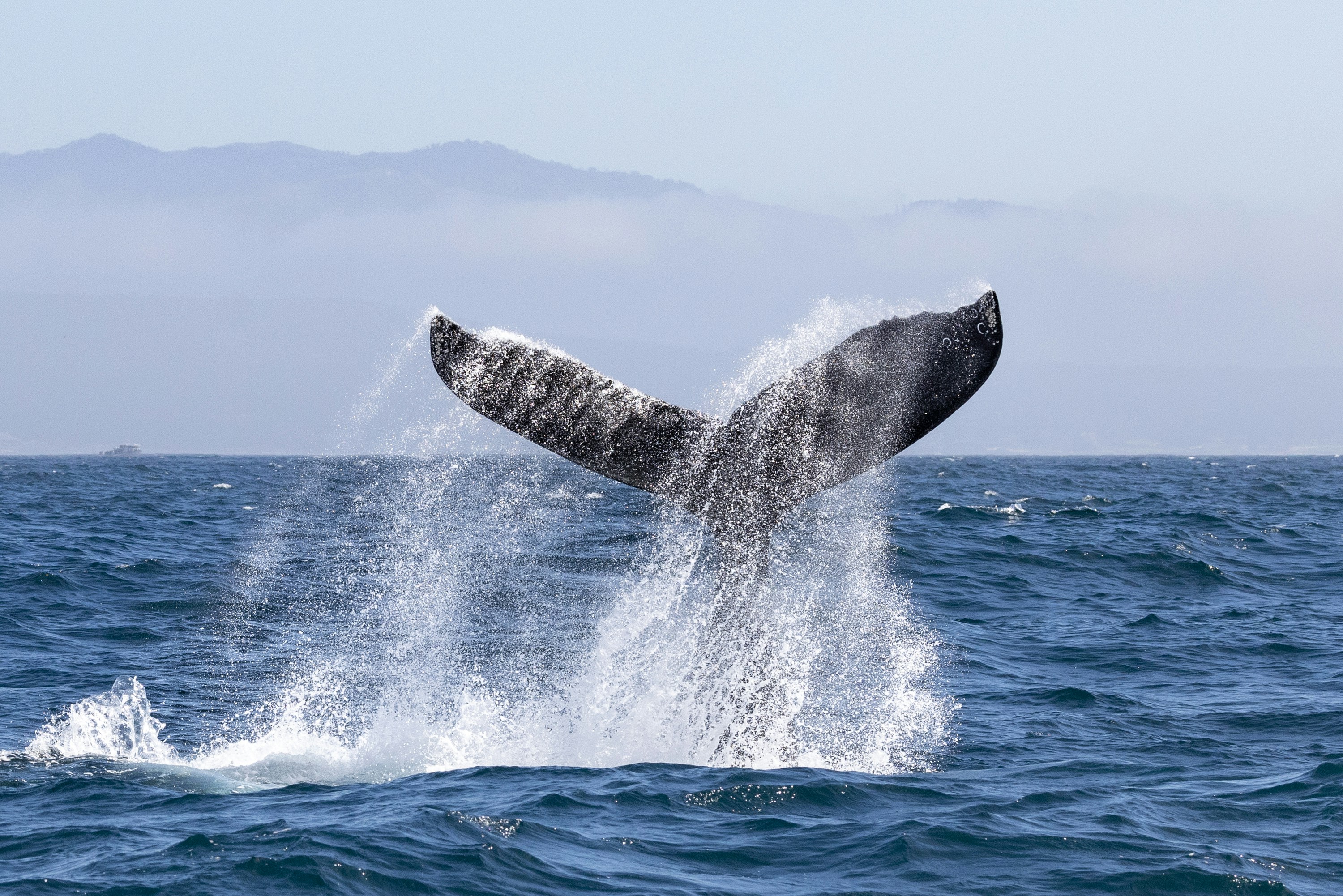 A humpback whale jumping out of the water photo – Free Whale Image on ...