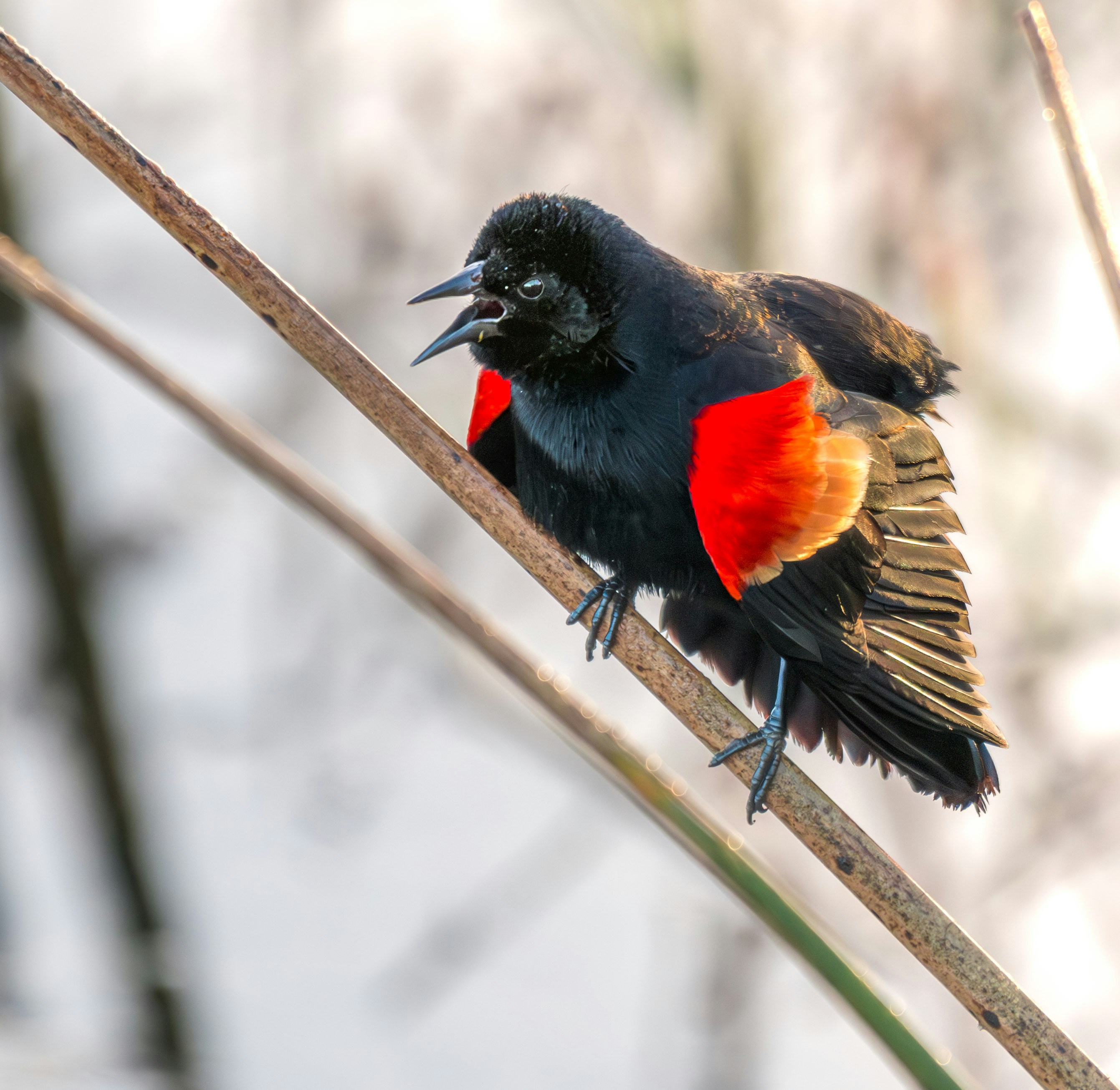 A vibrant red-winged blackbird perched on a reed, vocalizing in the soft light of a Sarasota, Florida wetland.