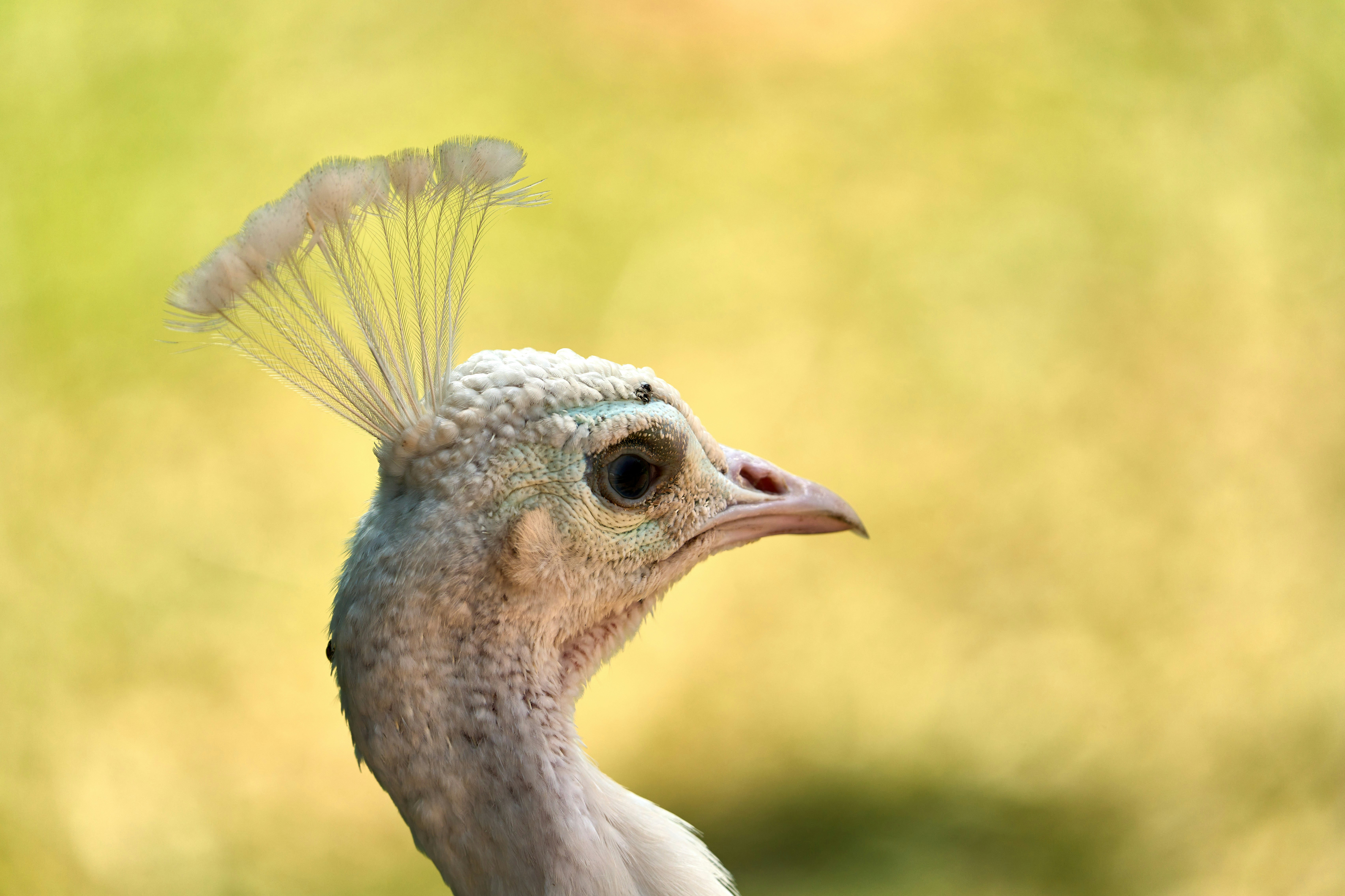 Crested Gaze in Green: A Peafowl Head Portrait