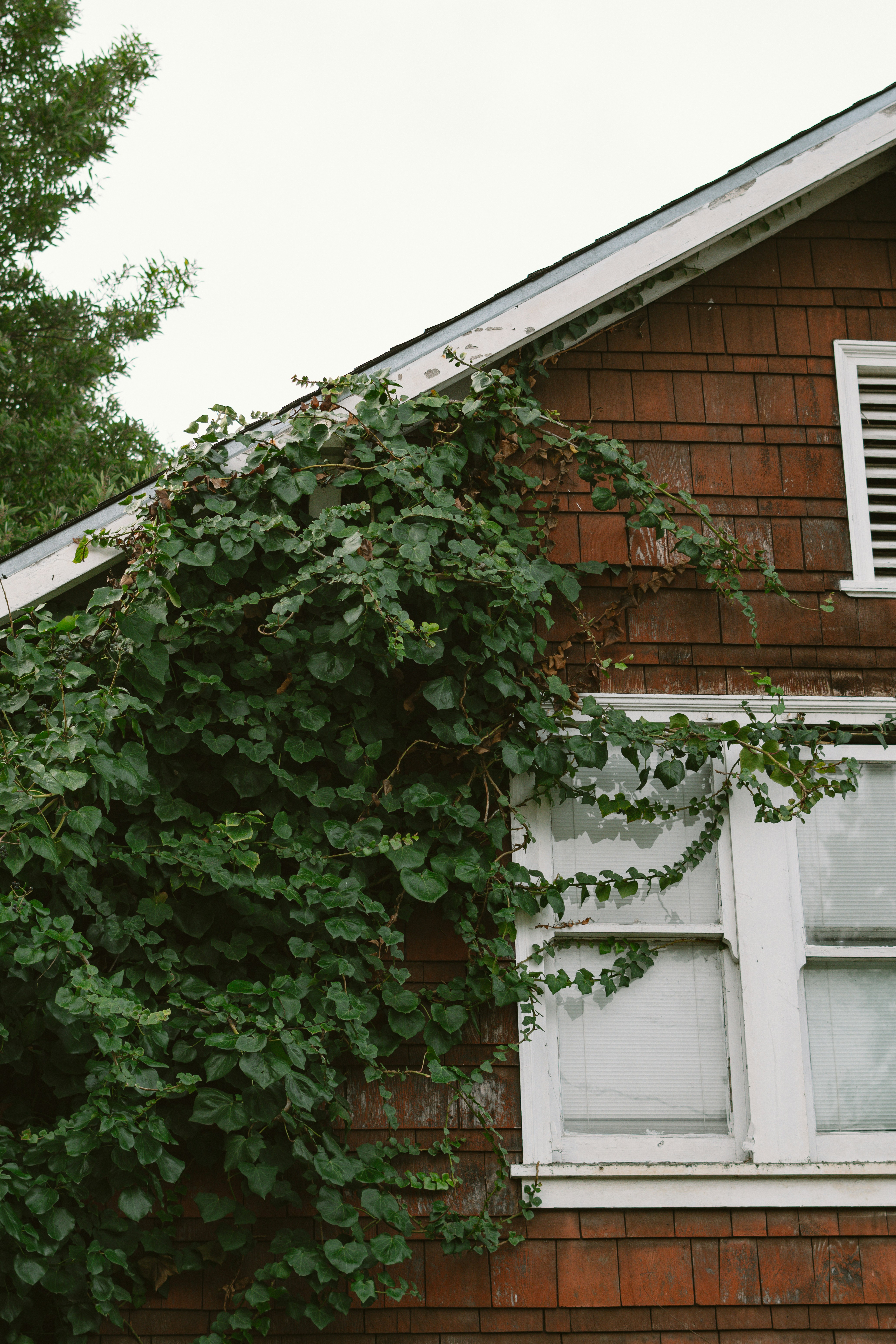 Ivy Crown on a Weathered Brick House