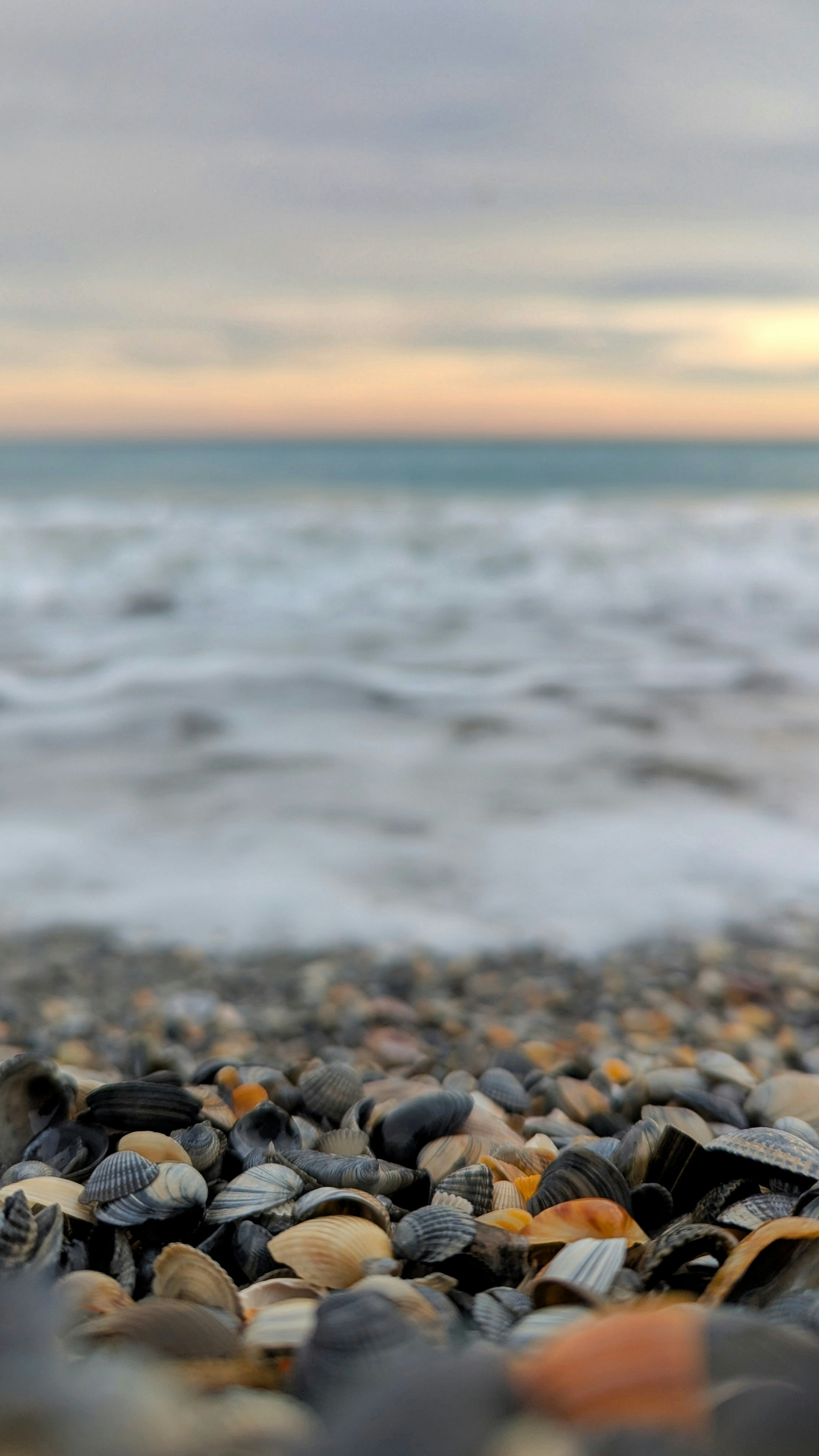 A blurry photo of rocks and shells on a beach photo – Free Water Image ...