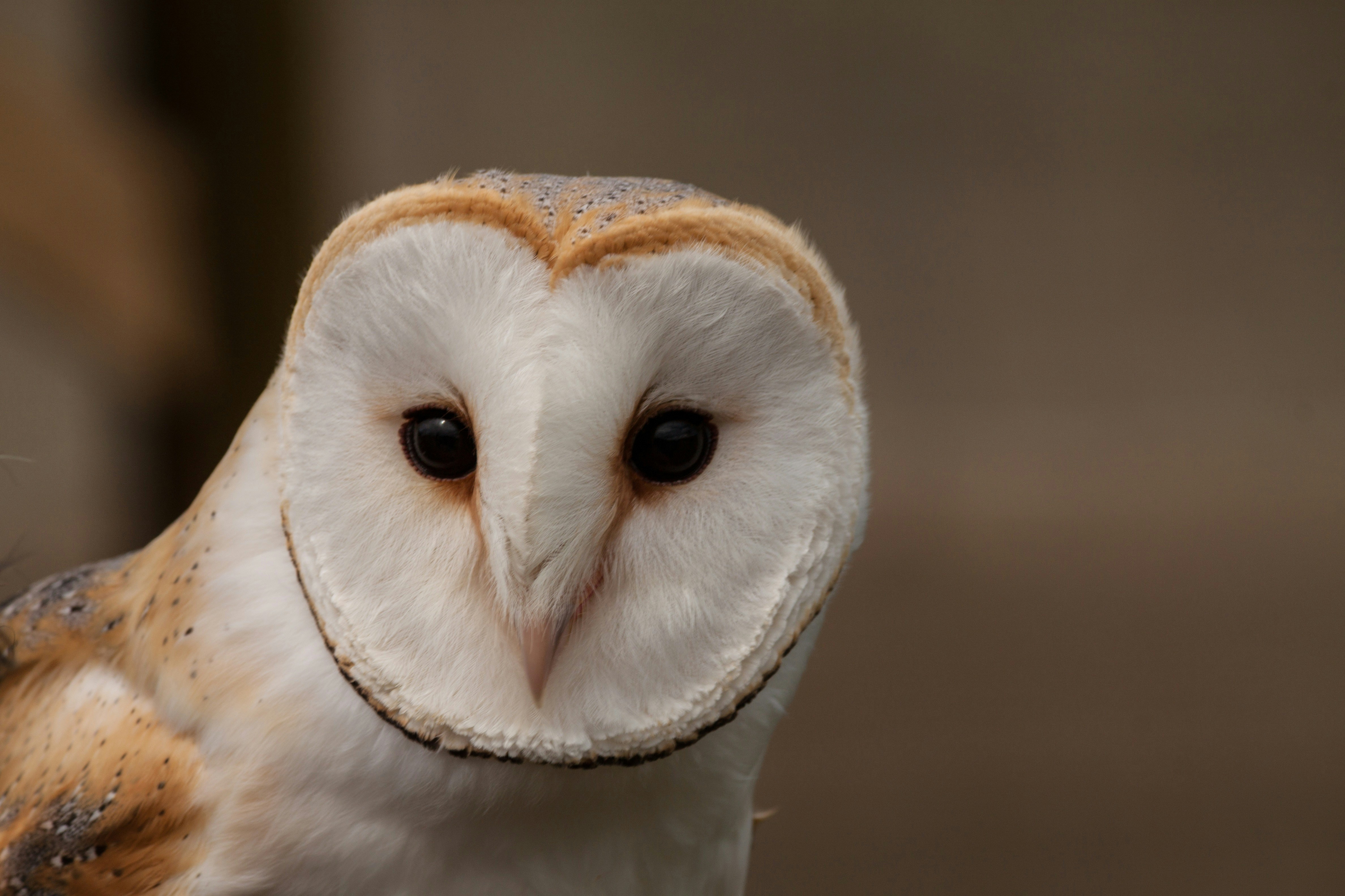 Close-up of a barn owl with striking facial features and deep, expressive eyes. The soft plumage showcases intricate patterns and textures.
