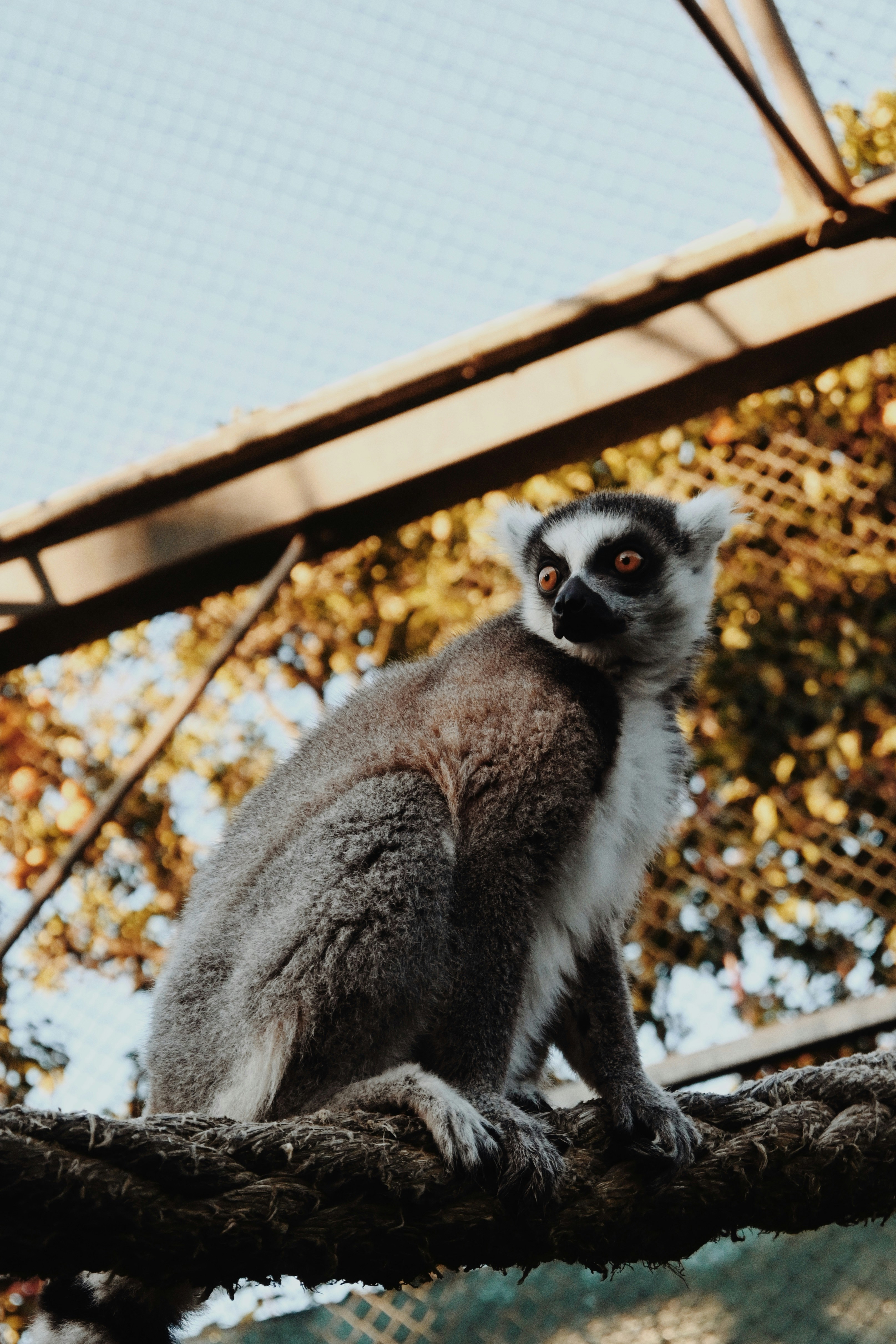 Curious Lemur on a Rope Bridge Beneath a Mesh Canopy