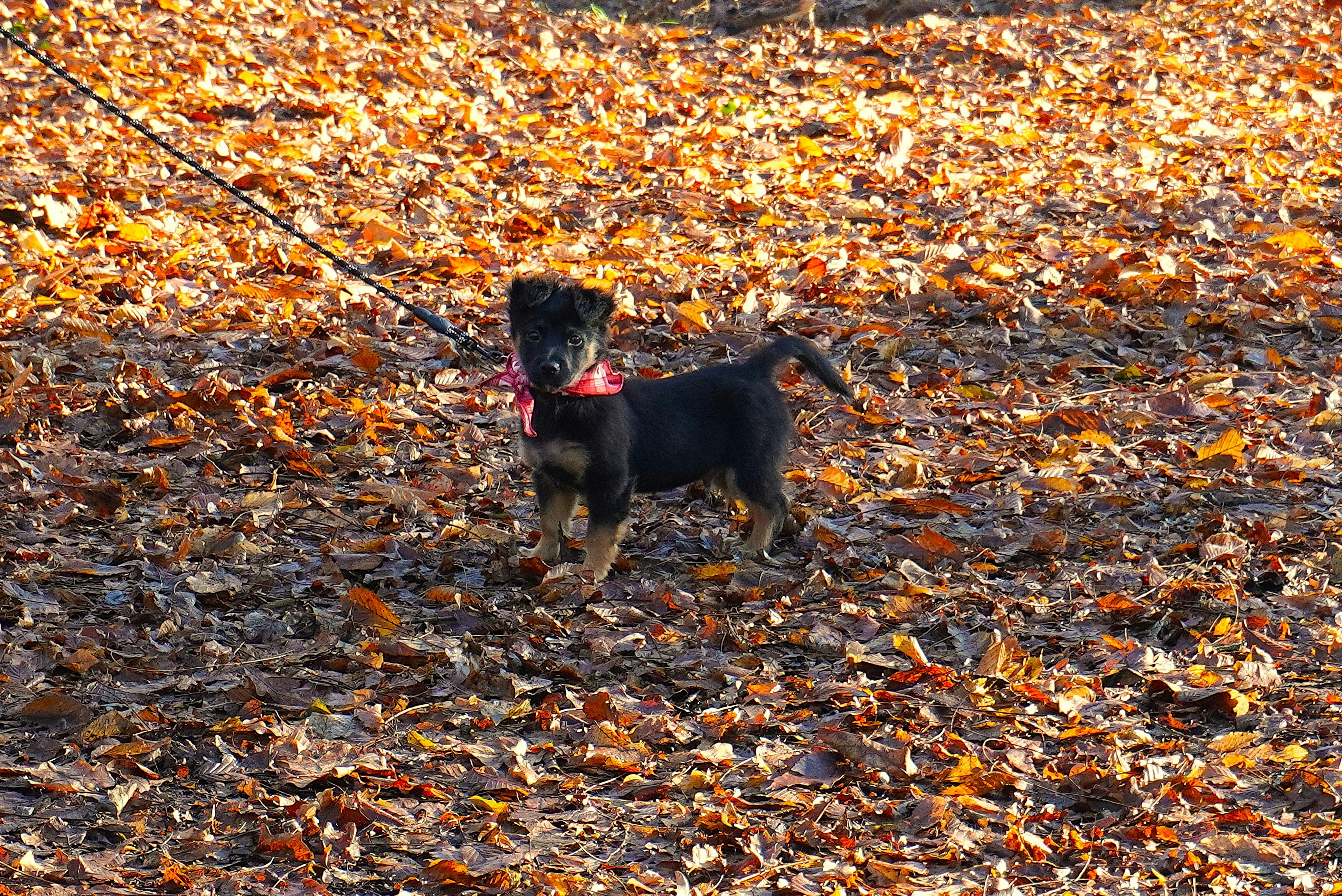 Little Terrier's Autumn Stroll Through a Sea of Leaves