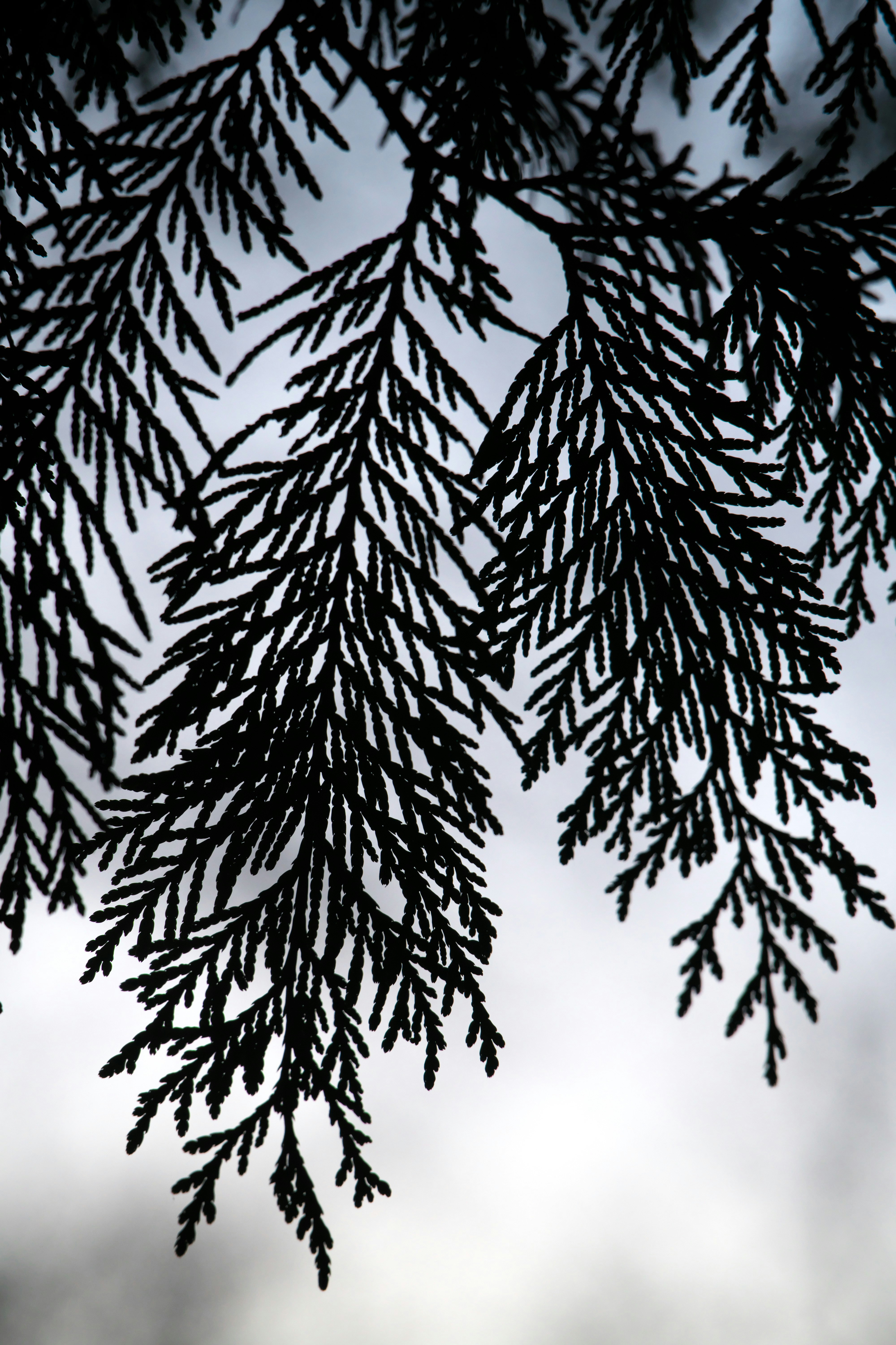 Delicate evergreen branches silhouetted against a soft, blurred background, creating a serene atmosphere.