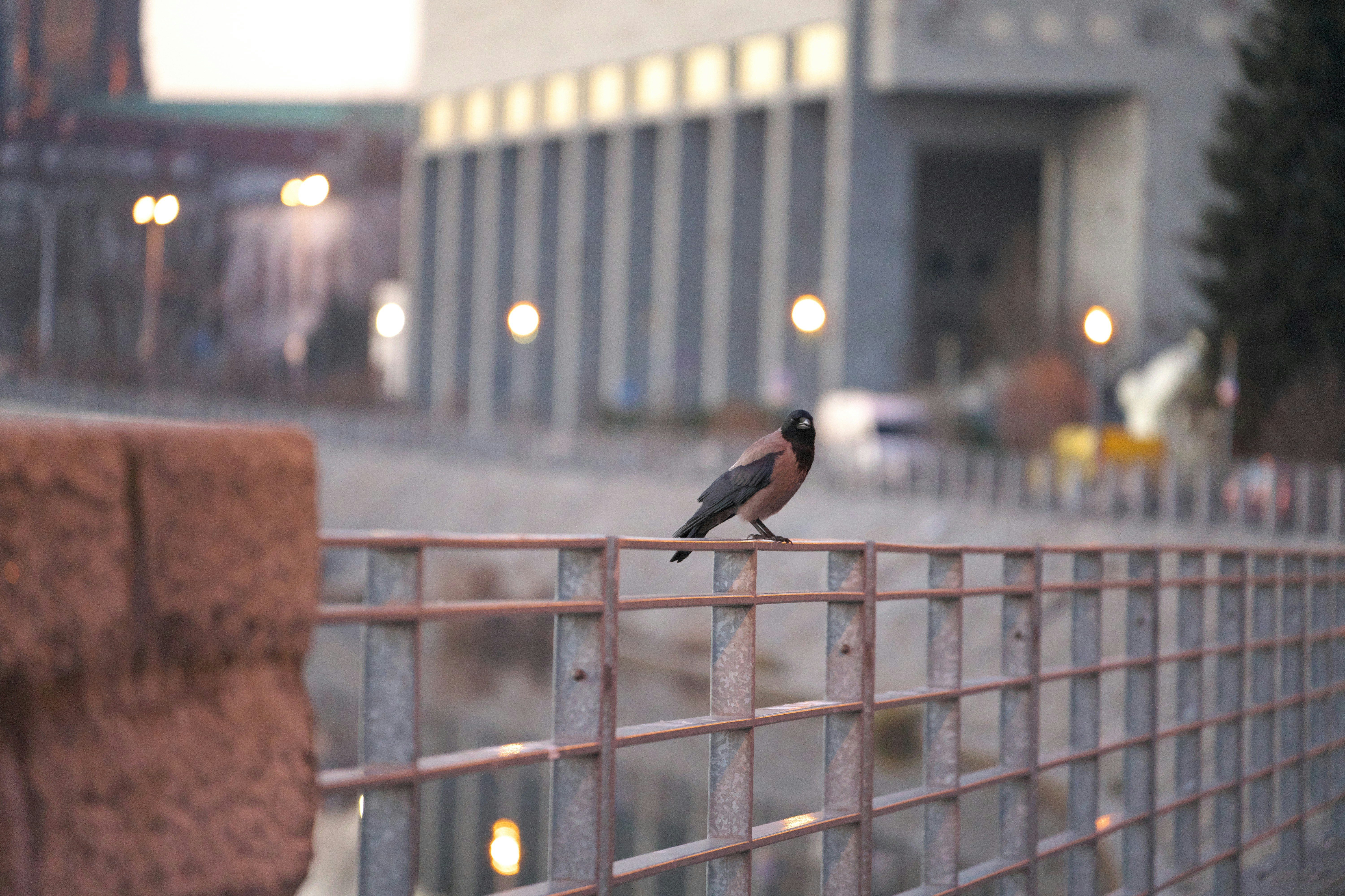 City Bird on Rails: A Quiet Moment Over the Waterfront
