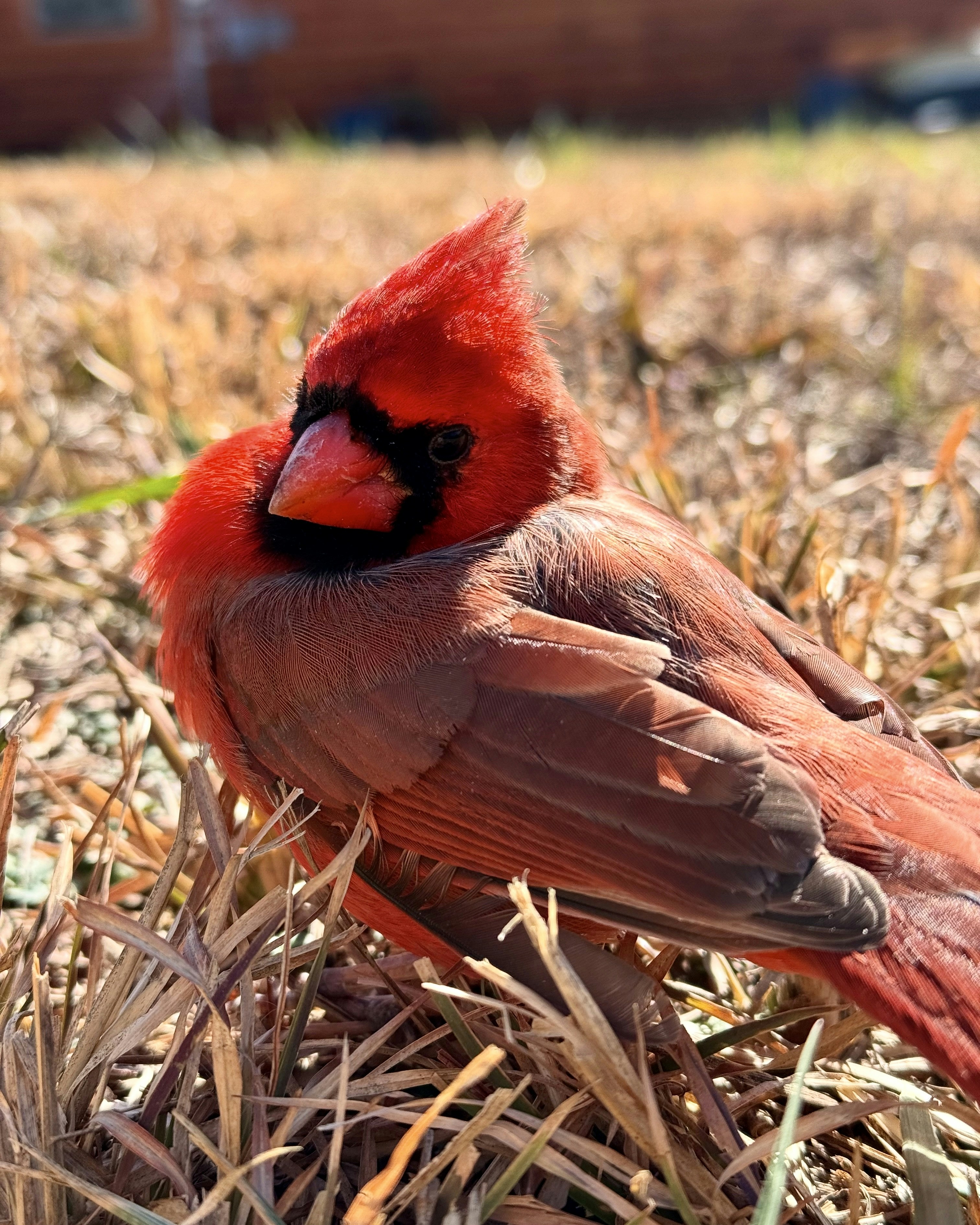 Crimson Cardinal in a Sunlit Patch of Dry Grass