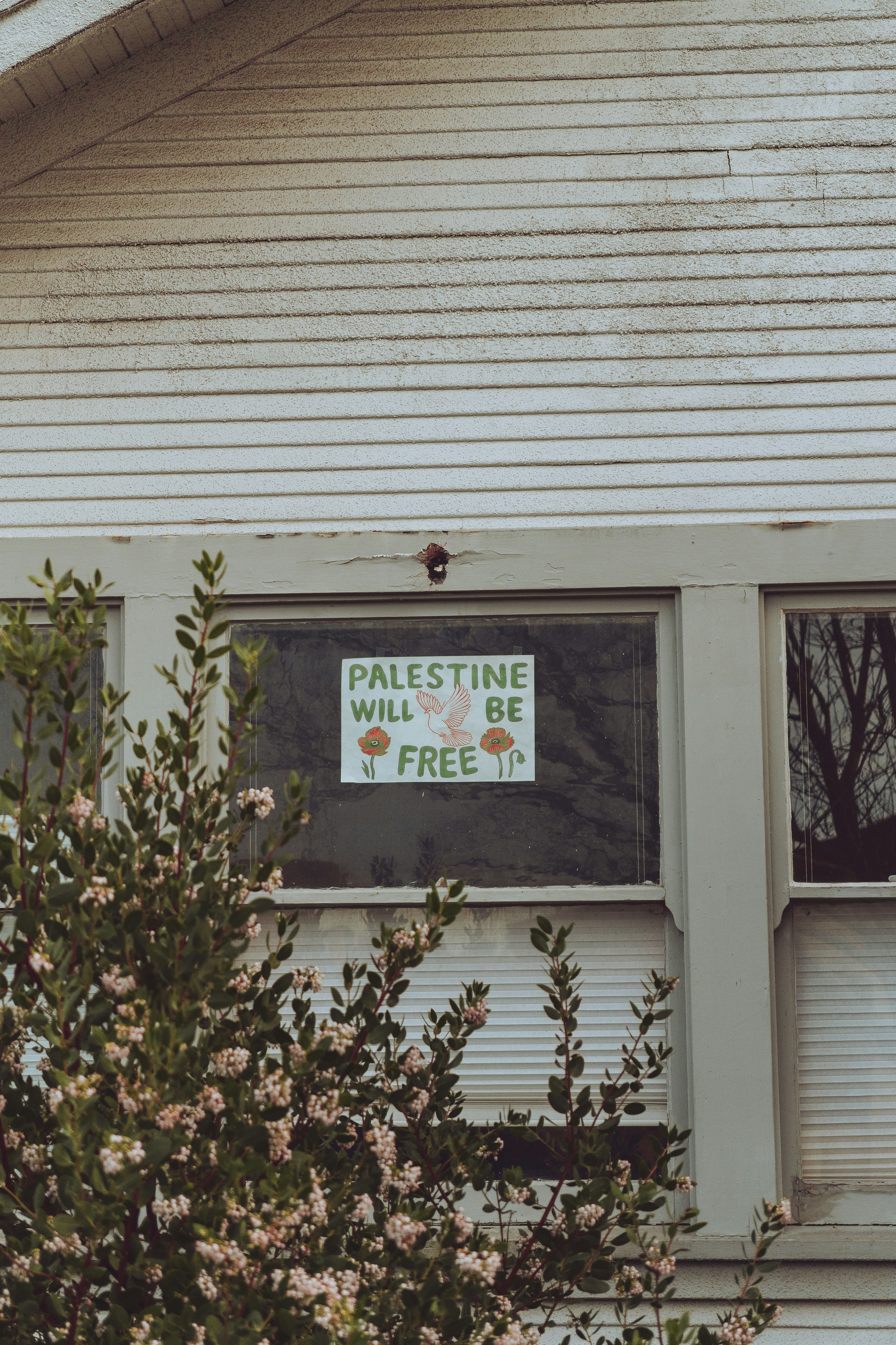 Window Banner of Hope: 'Palestine Will Be Free' Framed by Blossoms