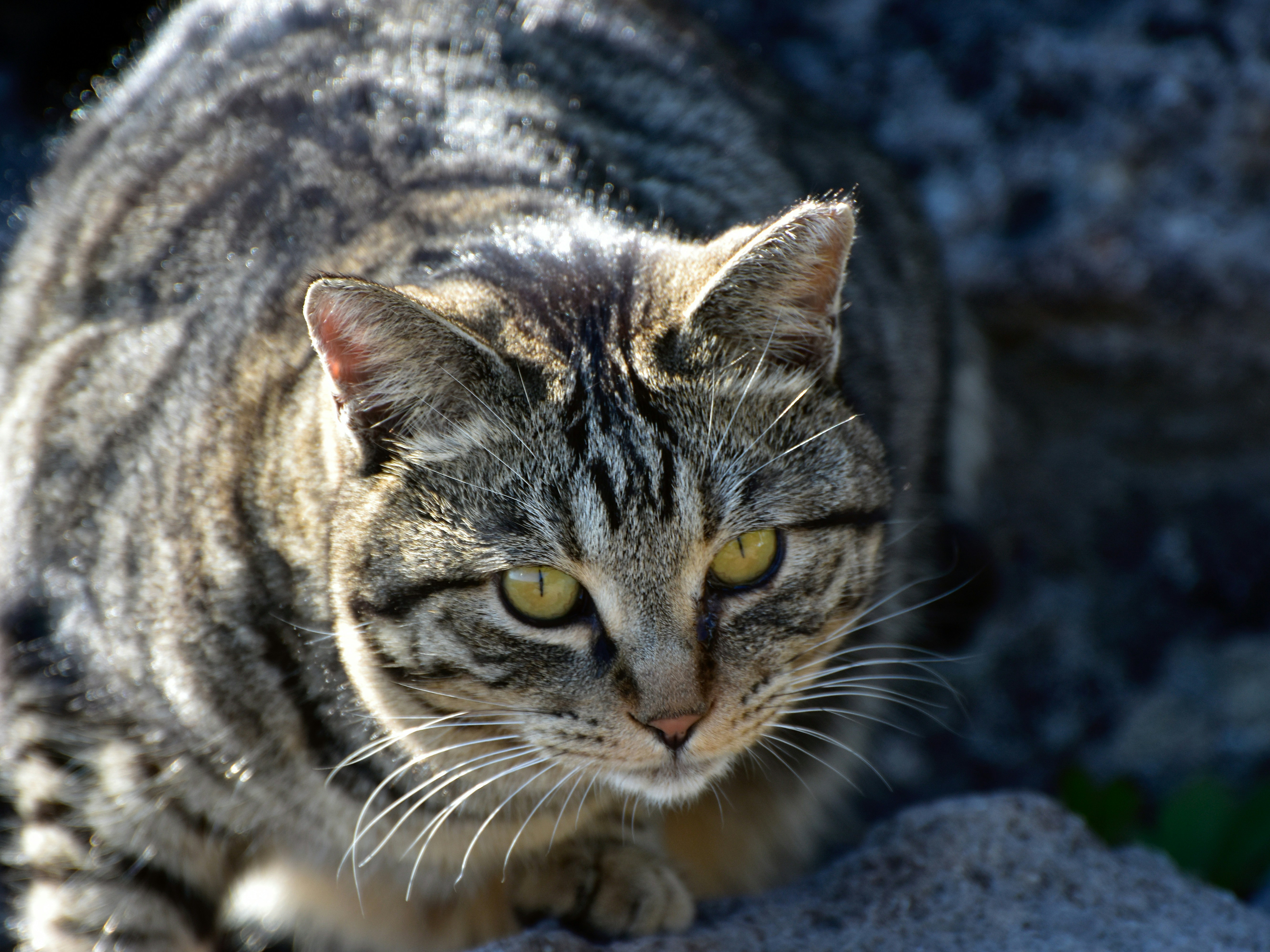 Amber-Eyed Stalker: Tabby on Sunlit Granite