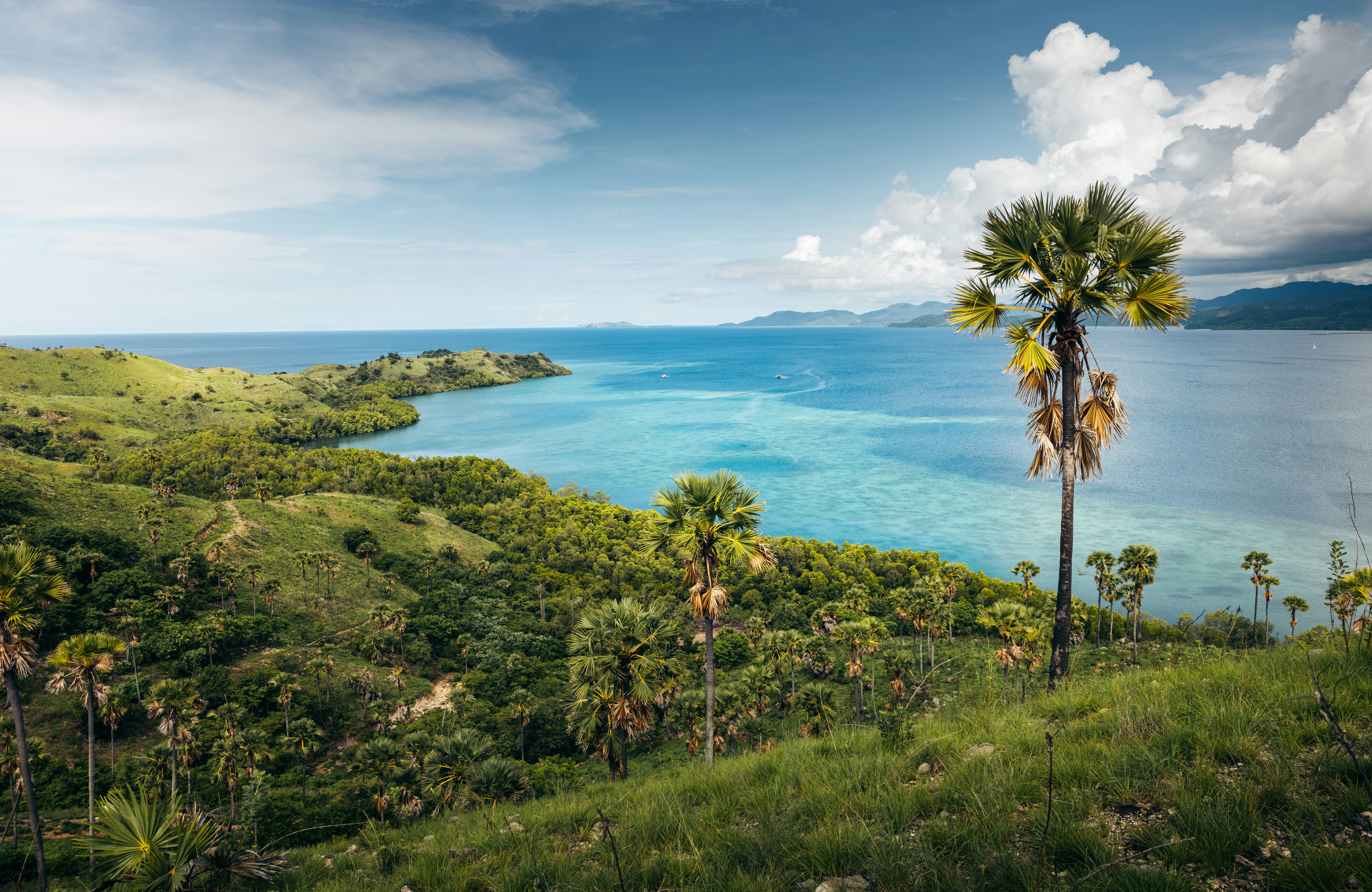 A palm tree on a hill overlooking a body of water photo – Free Labuan ...